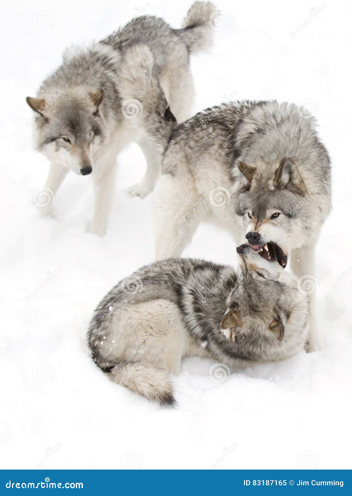 Timber Wolves or Grey Wolves (Canis Lupus) Playing in the Snow on a ...
