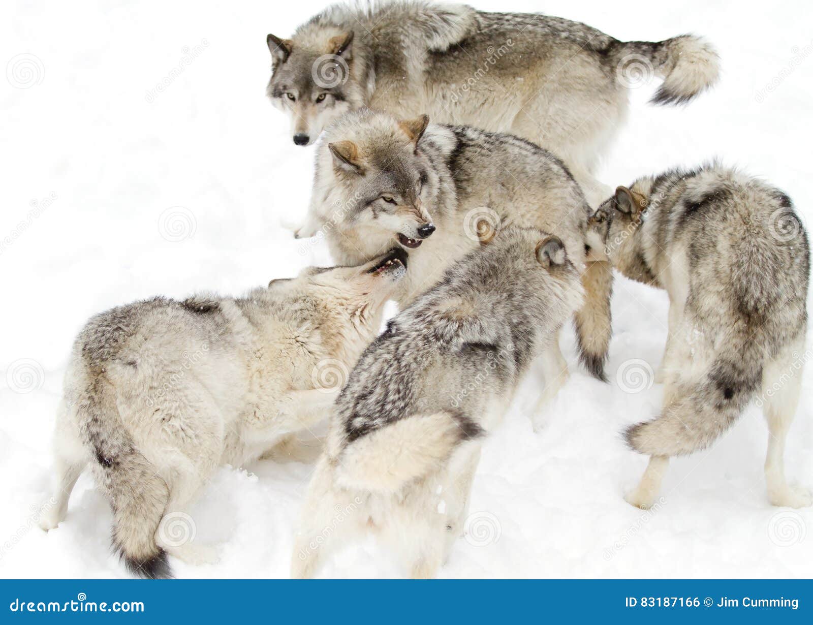 Timber Wolves or Grey Wolves (canis Lupus) Playing in the Snow on a ...