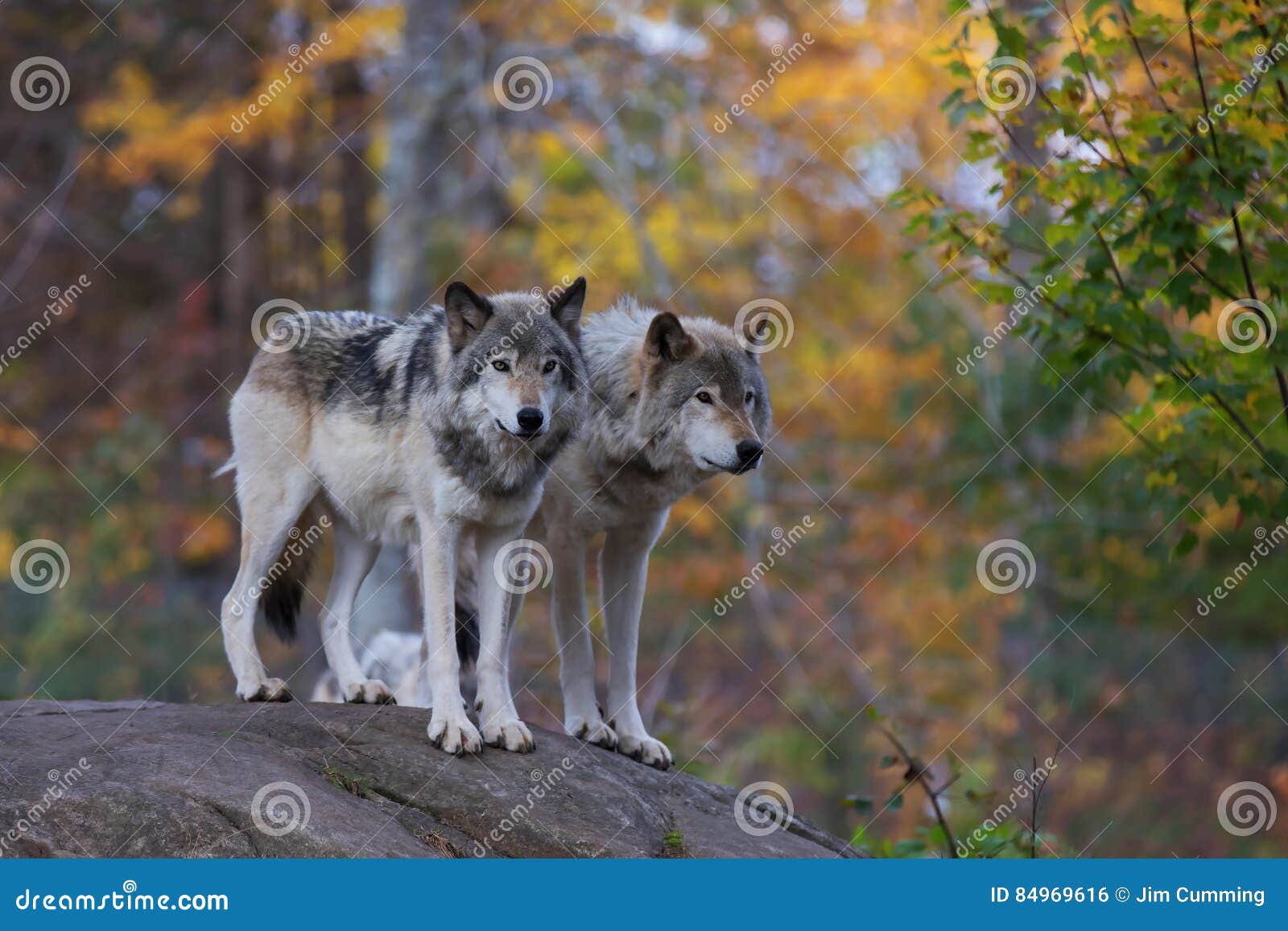 Timber Wolves or Grey Wolves (Canis Lupus) on Rocky Cliff in Autumn in ...