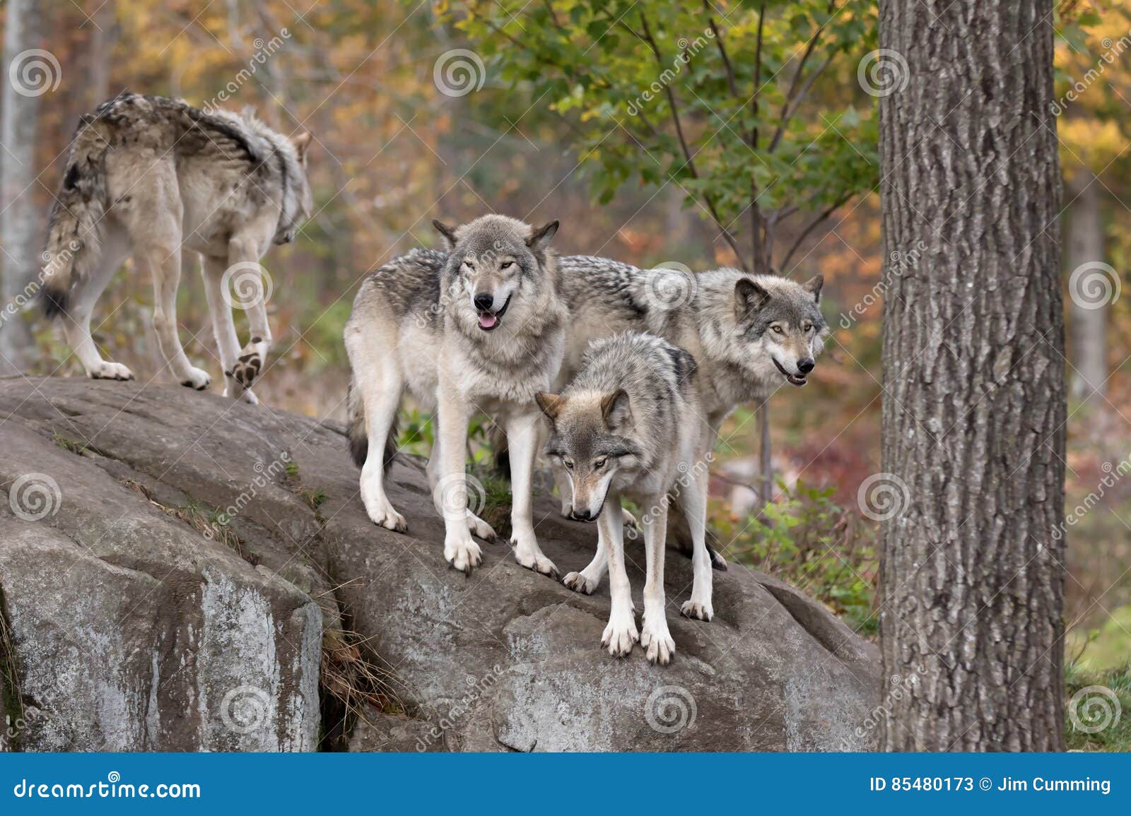 Some Timber Wolves Or Grey Wolves Canis Lupus, Isolated On White ...