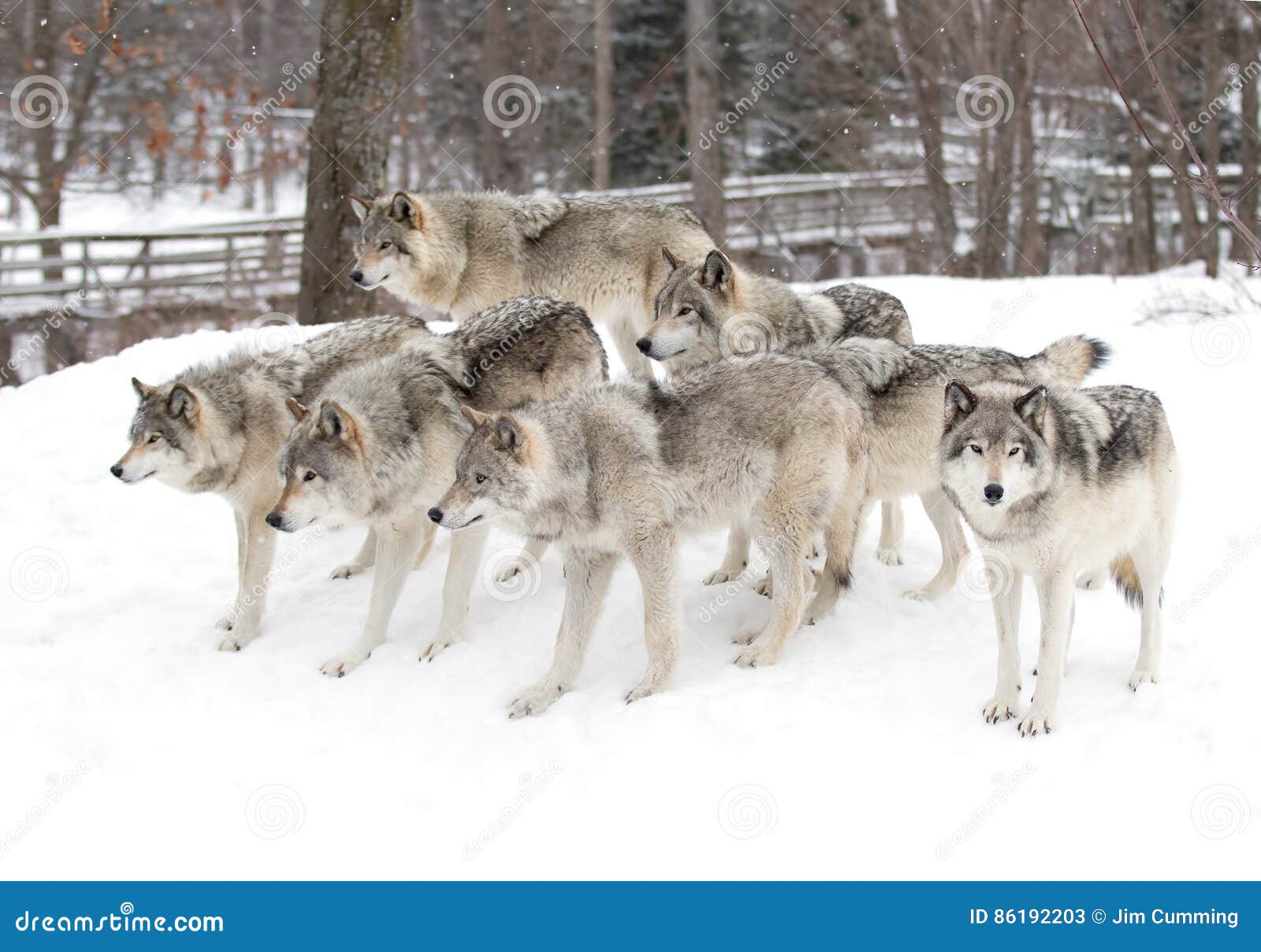Some Timber Wolves or Grey Wolves (Canis Lupus) Waiting To Be Fed in ...