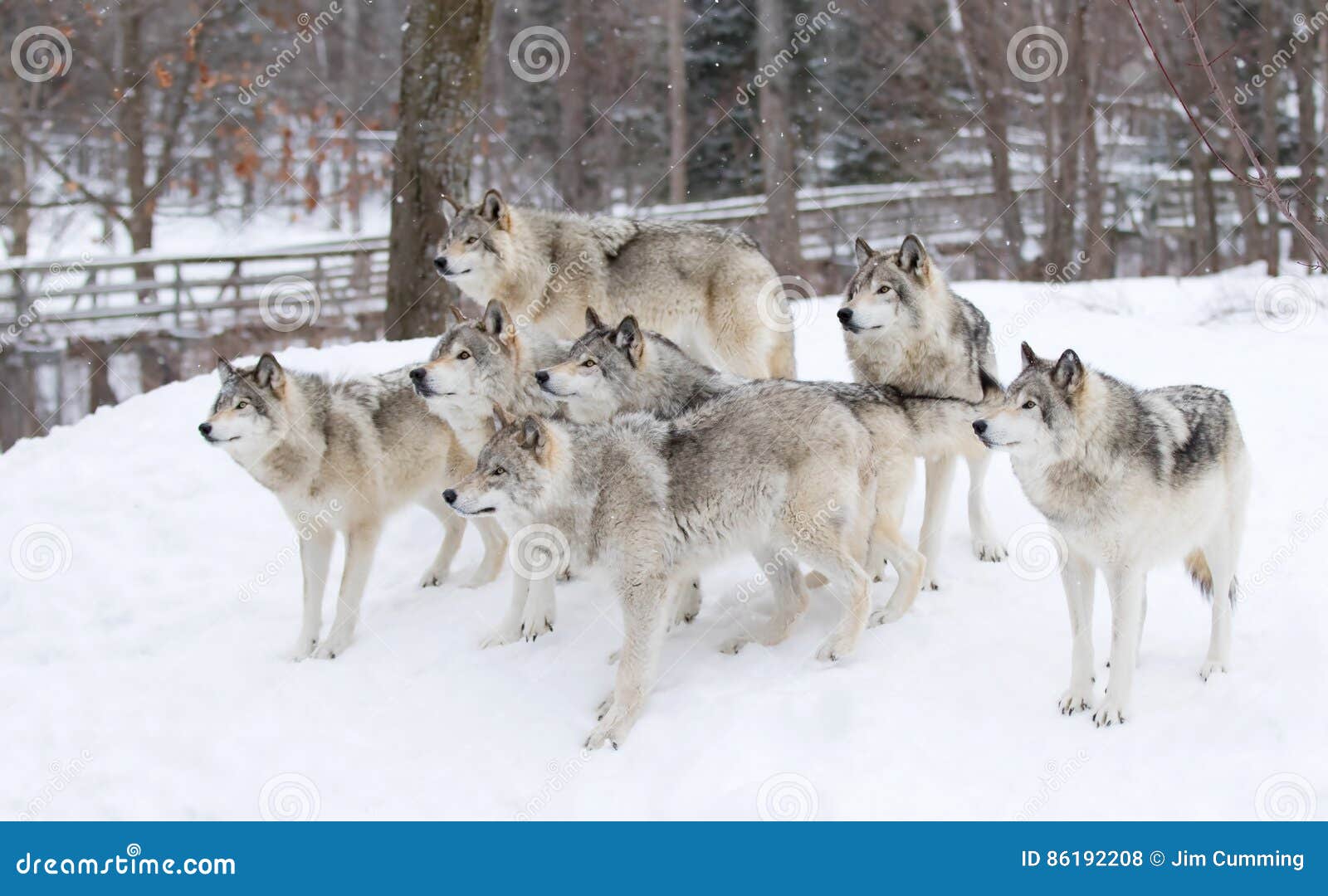 Some Timber Wolves or Grey Wolves (Canis Lupus) Waiting To Be Fed in ...