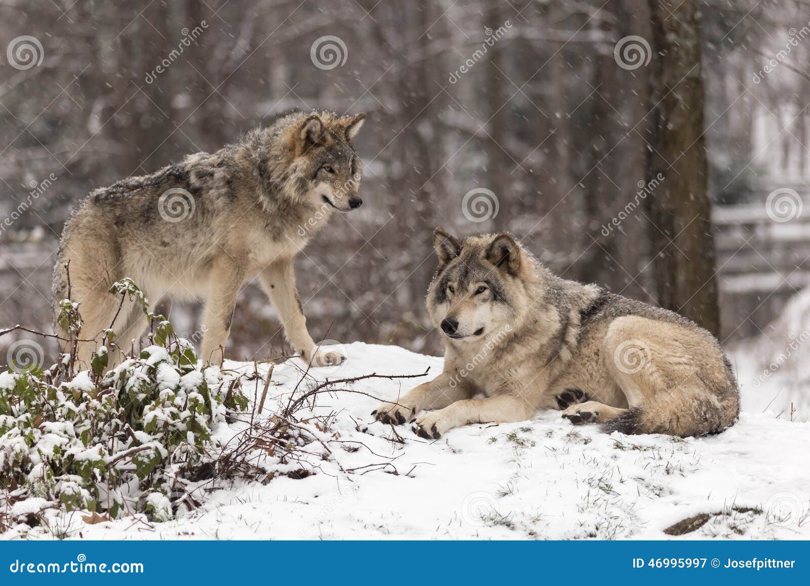 Timber Wolves in a Winter Scene Stock Image - Image of creature, lupus ...