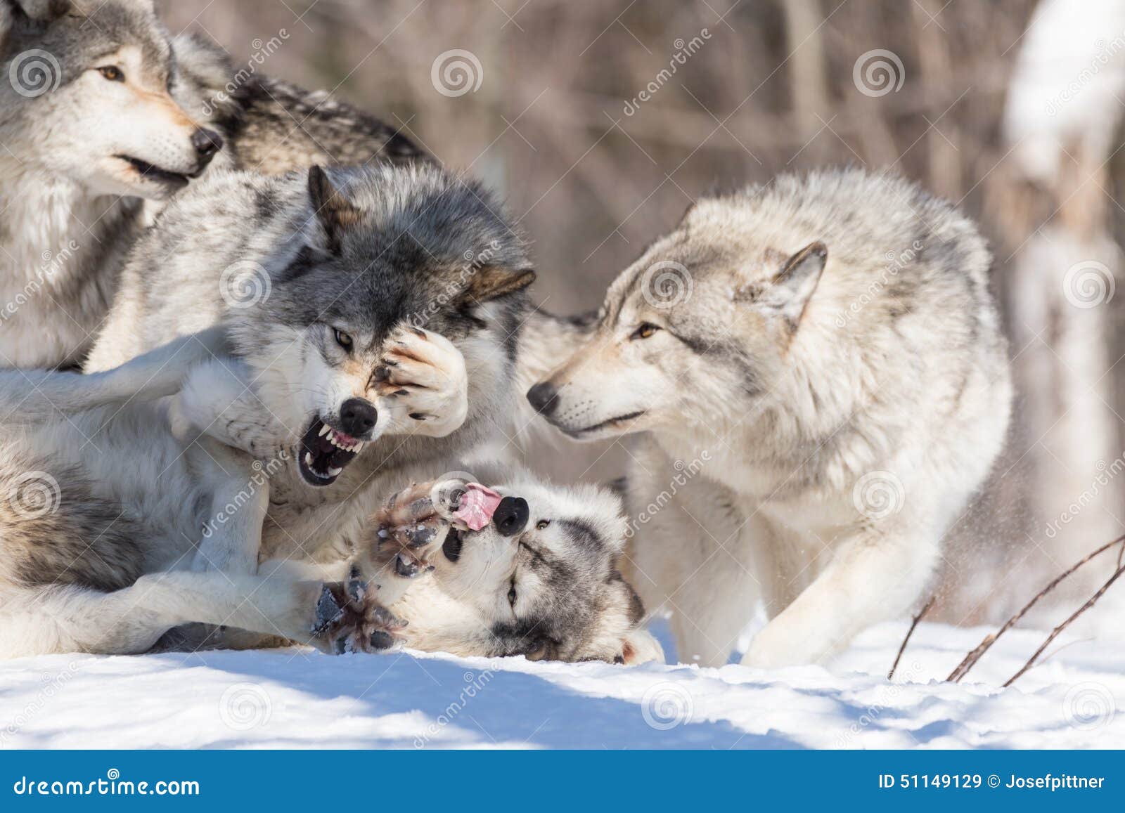 Timber Wolves in a Winter Scene Stock Image - Image of face, nature ...