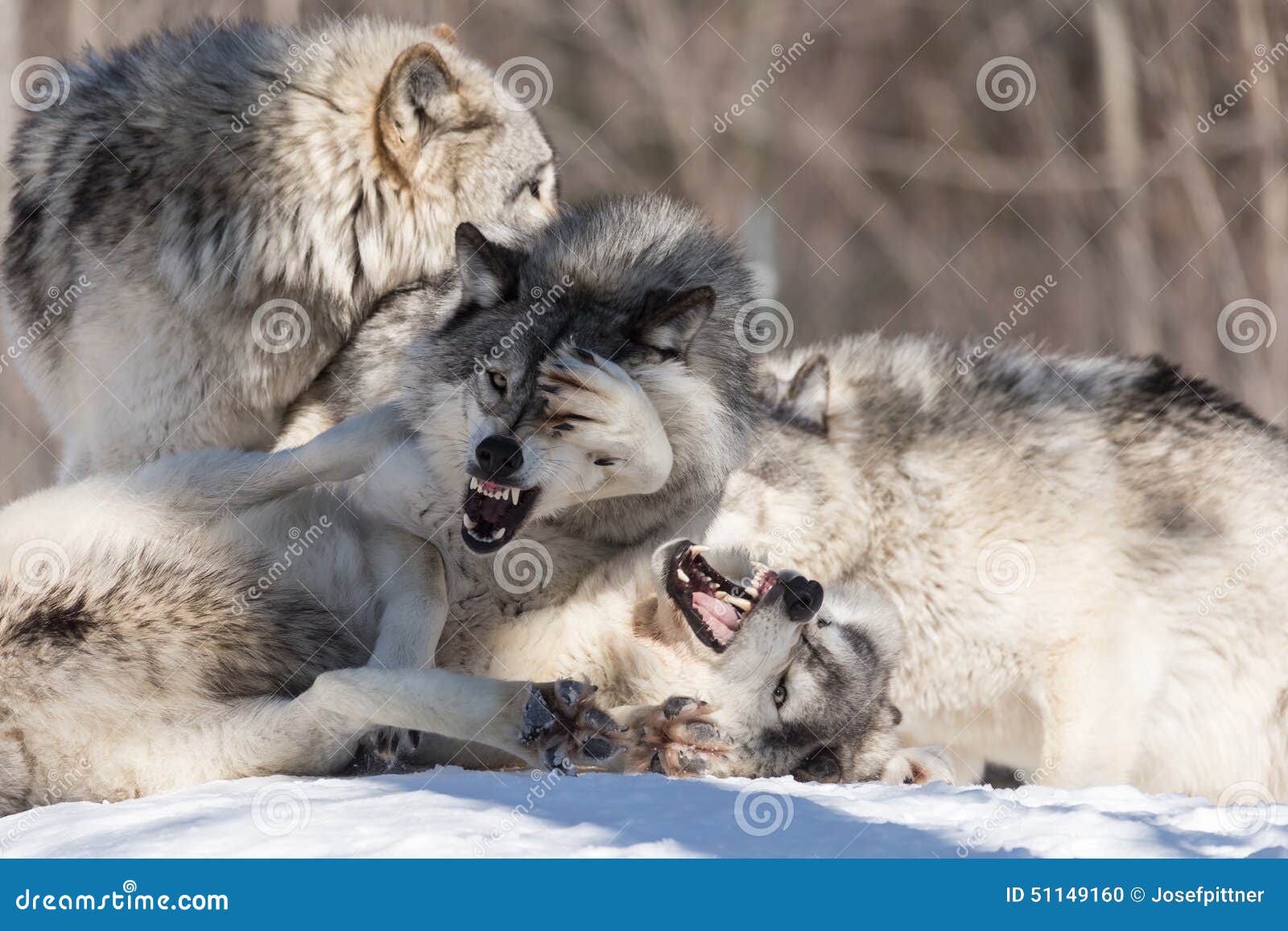 Timber Wolves in a Winter Scene Stock Photo - Image of nature, outside ...