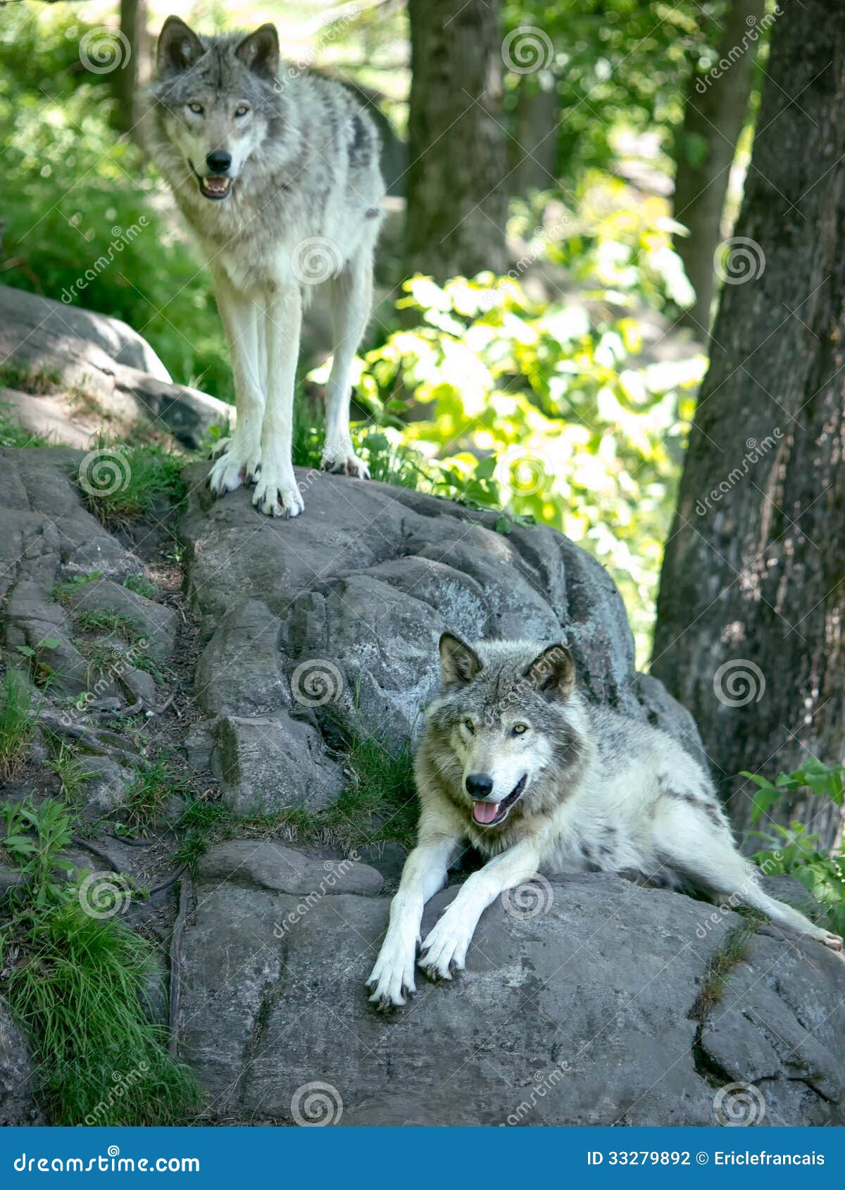 Timber wolves in the woods stock photo. Image of looking - 33279892