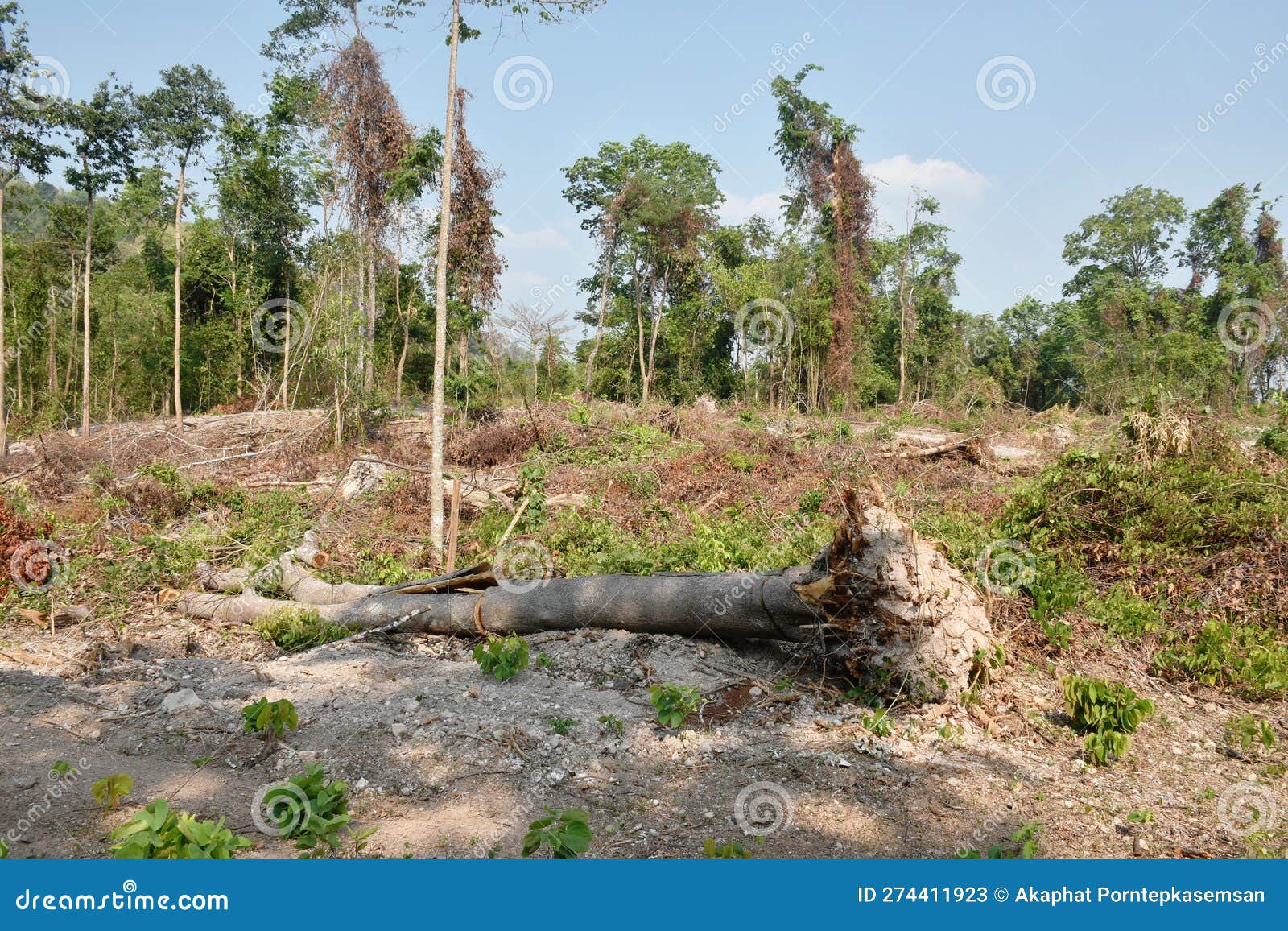 Timber and Wood Cutting on Ground Deforestation Problem of World Stock ...