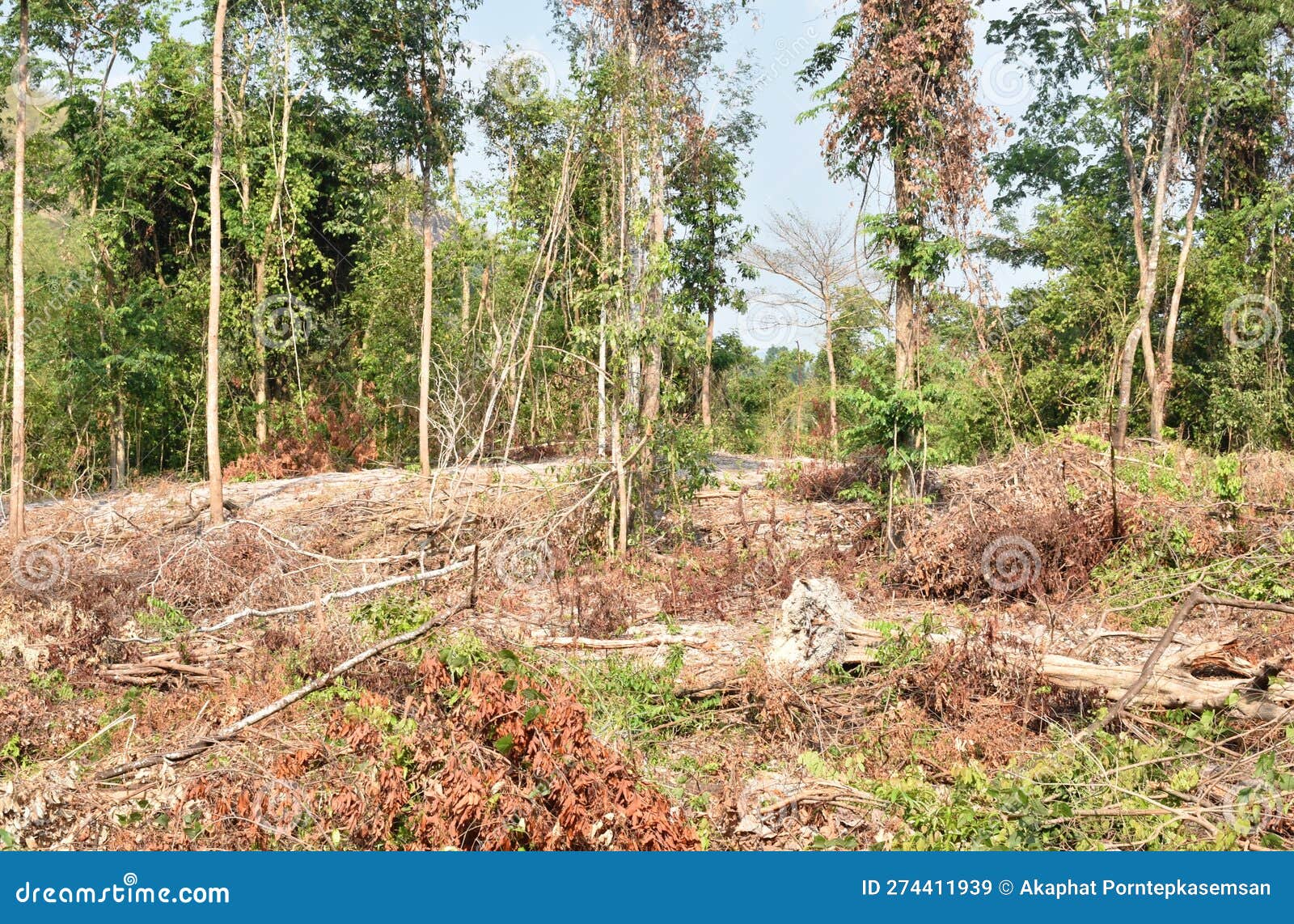 Deforestation Problem That Leads To Environmental Problems. Royalty ...