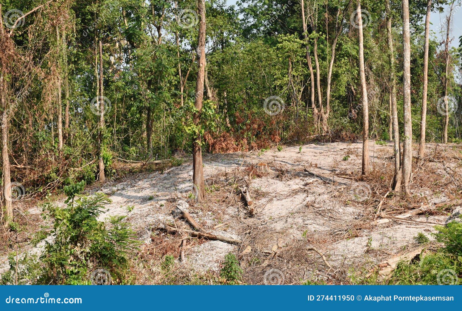 Timber and Wood Cutting on Ground Deforestation Problem of the World ...