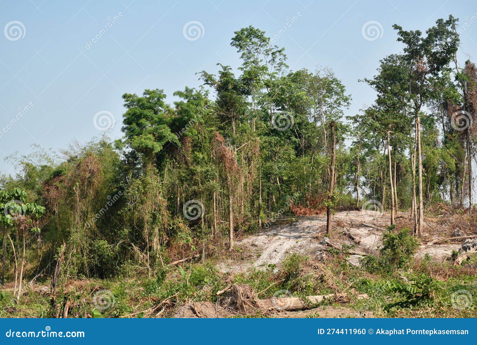 Deforestation Problem That Leads To Environmental Problems. Royalty ...