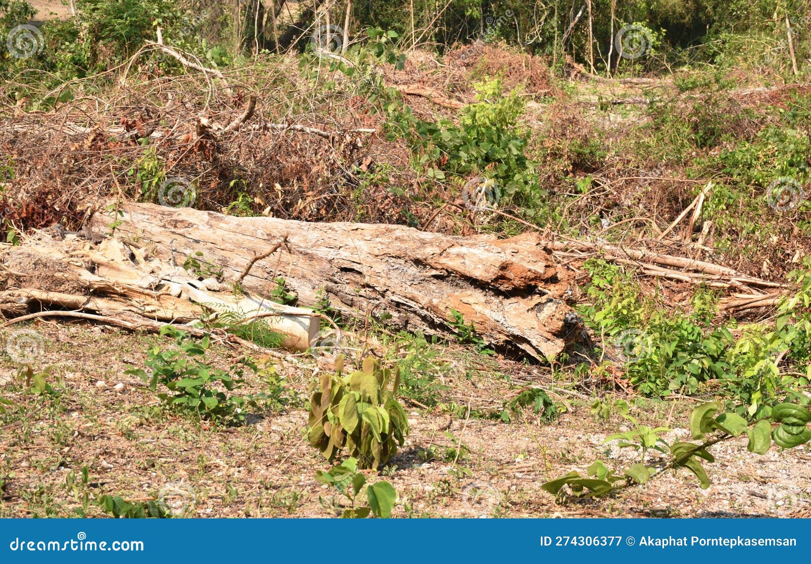 Deforestation Problem That Leads To Environmental Problems. Royalty ...