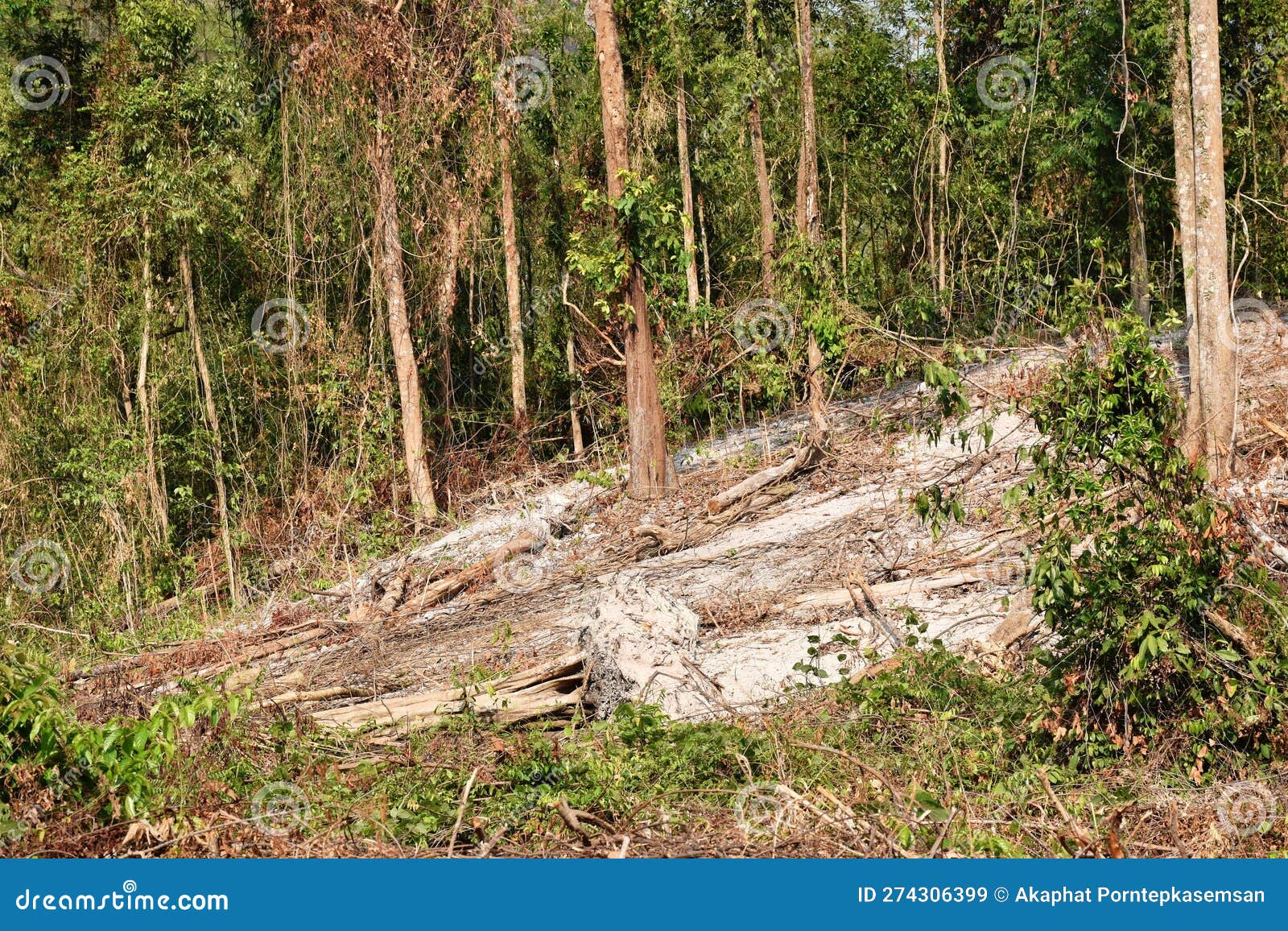 Timber and Wood Cutting on Ground Deforestation Problem of World Stock ...