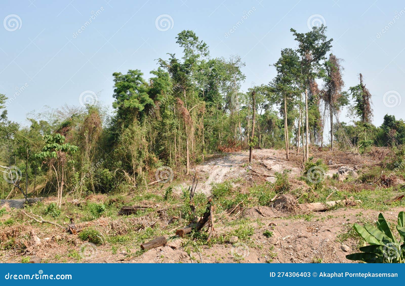 Timber and Wood Cutting on Ground Deforestation Problem of World Stock ...