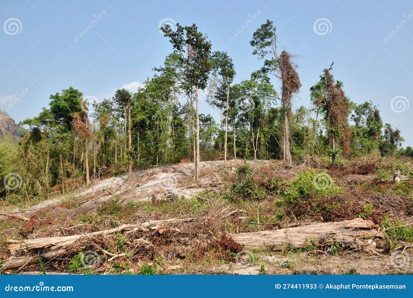 Timber and Wood Cutting on Ground Deforestation Problem of World Stock ...
