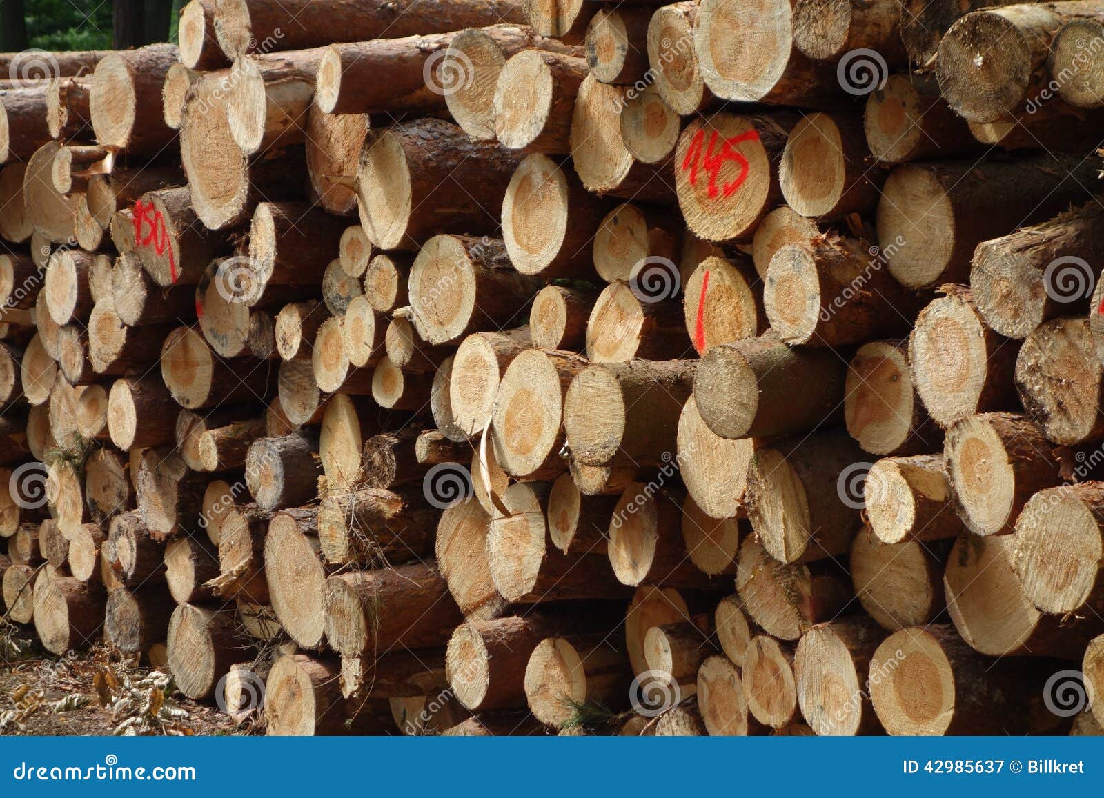 Timber stock image. Image of nature, forest, timber, tree - 42985637
