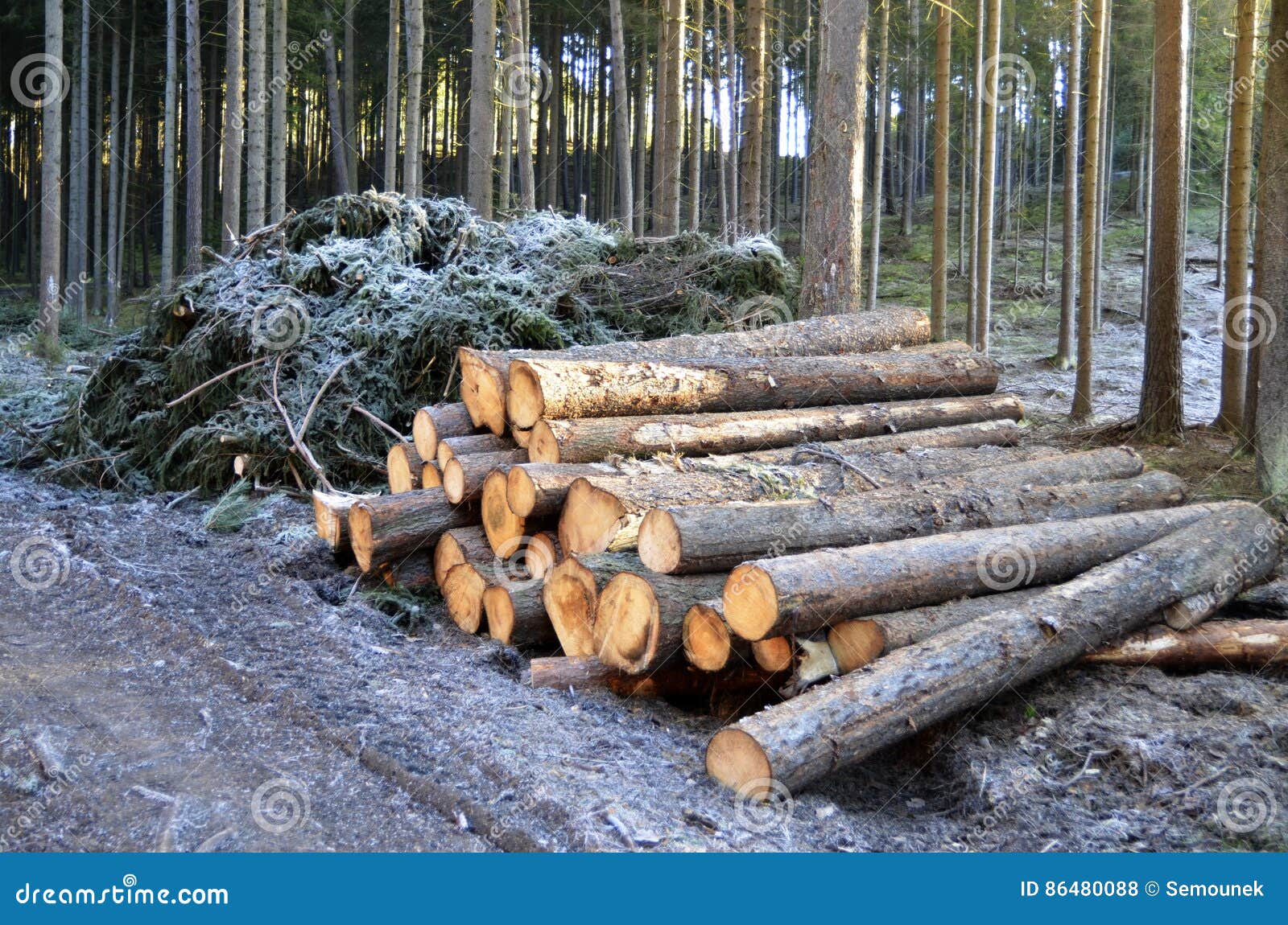 Timber wood in the forest stock photo. Image of material - 86480088