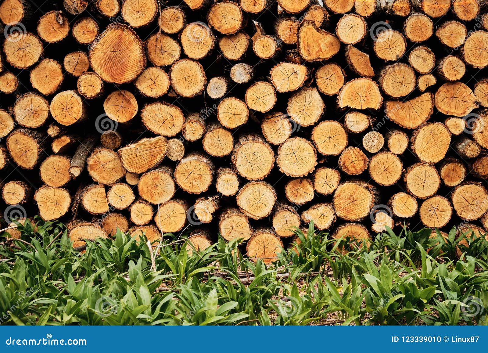 Timber background stock photo. Image of pattern, hardwood - 123339010