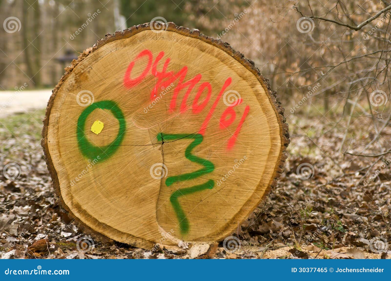 Timber wood stock image. Image of forest, tree, firewood - 30377465