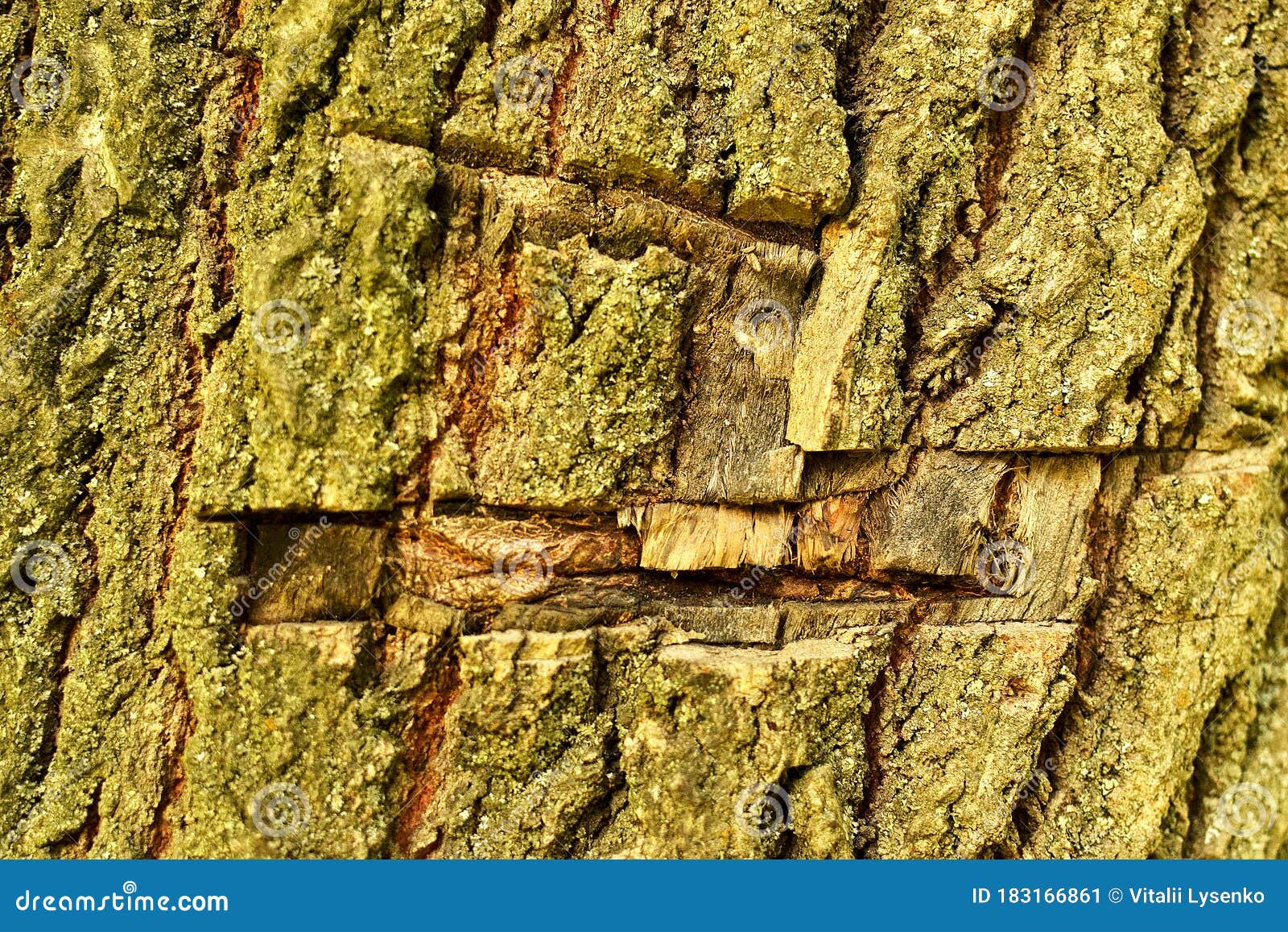 Timber, Wounded Bark of an Old Tree Stock Image - Image of pattern ...