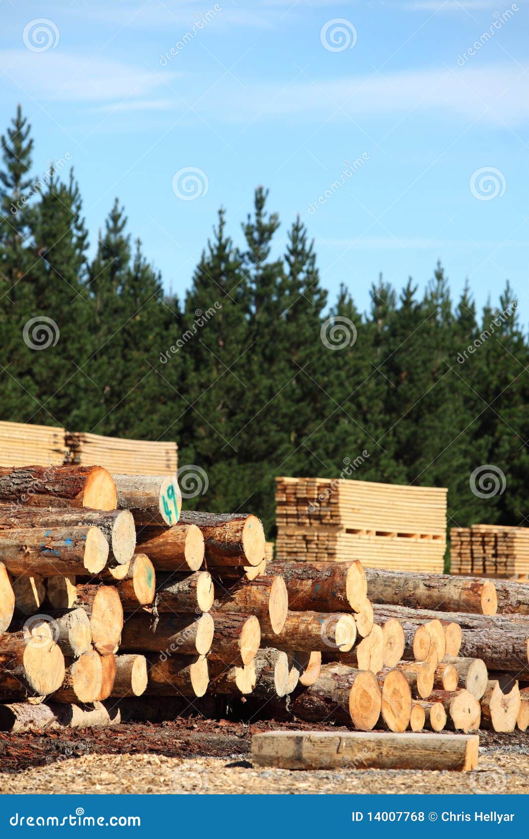 Timber yard and forest stock photo. Image of stack, forest - 14007768