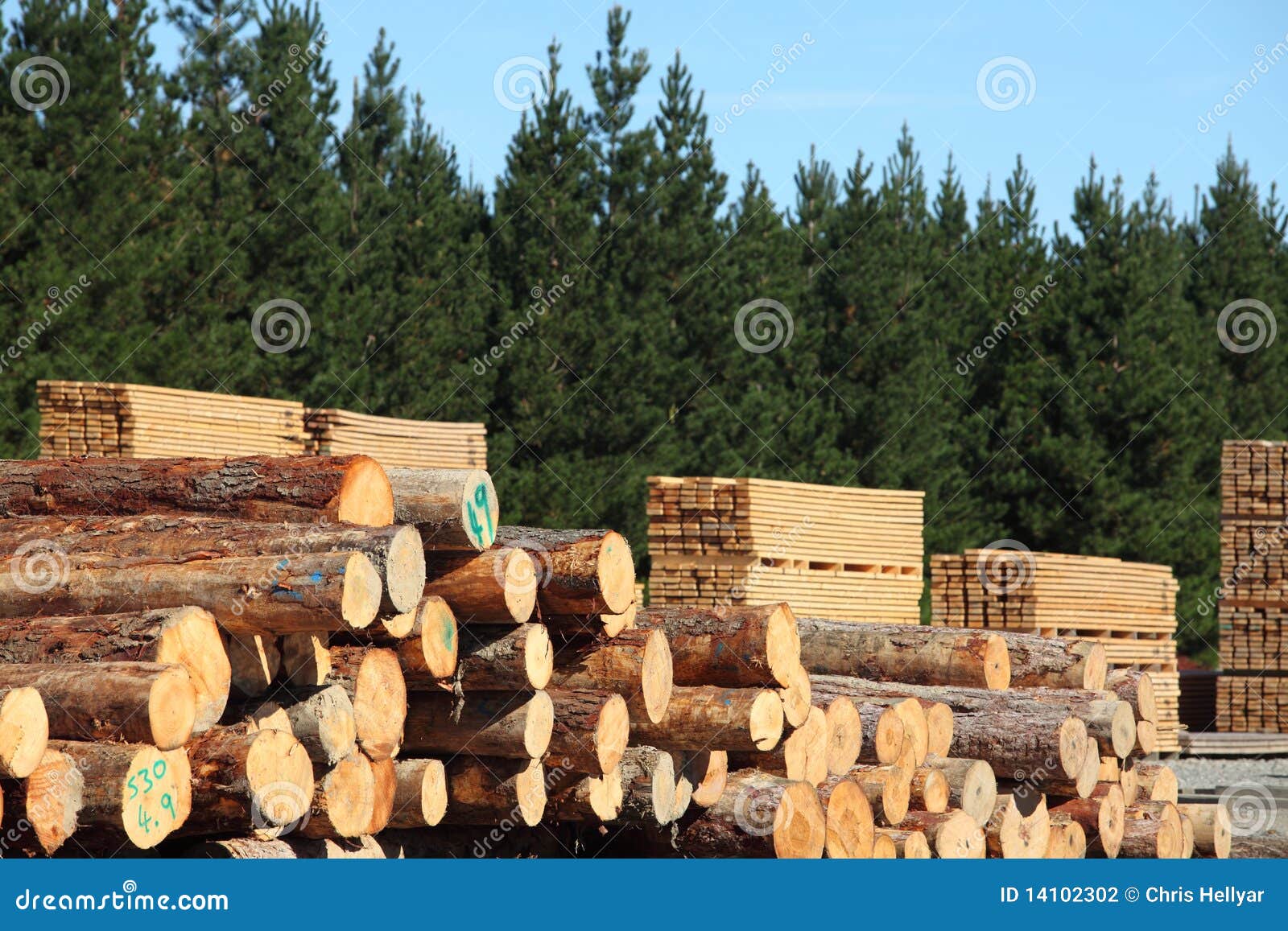 Timber yard and forest stock photo. Image of tree, trunk - 14102302