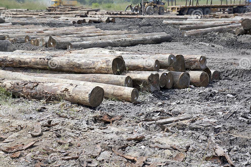 Timber yard stock image. Image of lignum, yard, industrial - 44764505