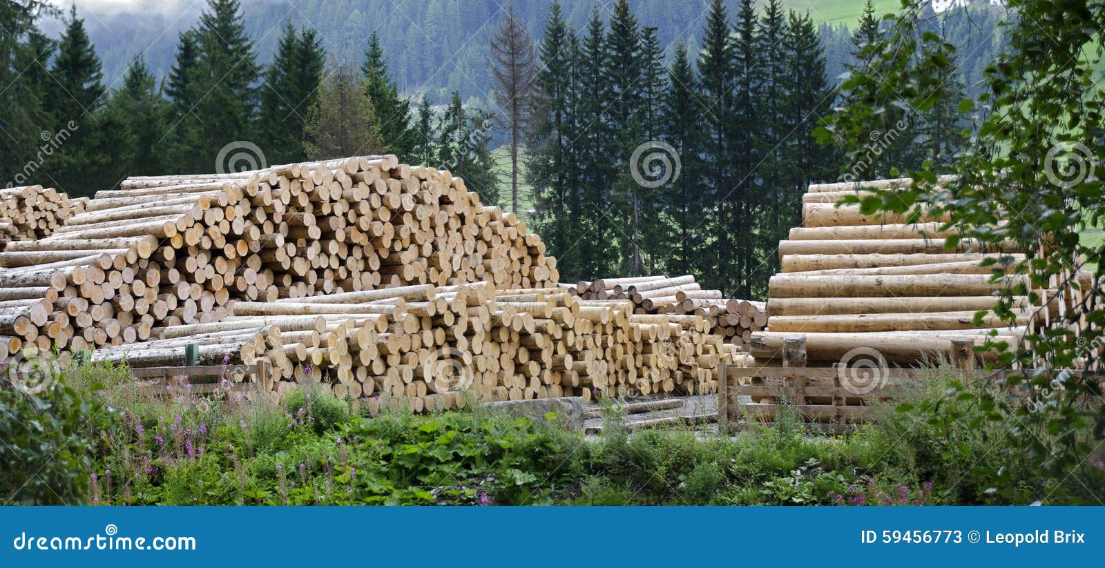 Timber yard of a saw mill stock image. Image of yard - 59456773