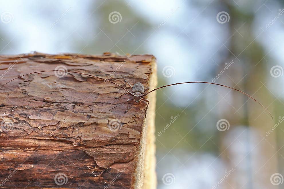 Timberman stock photo. Image of borer, antenna, trees - 8920452