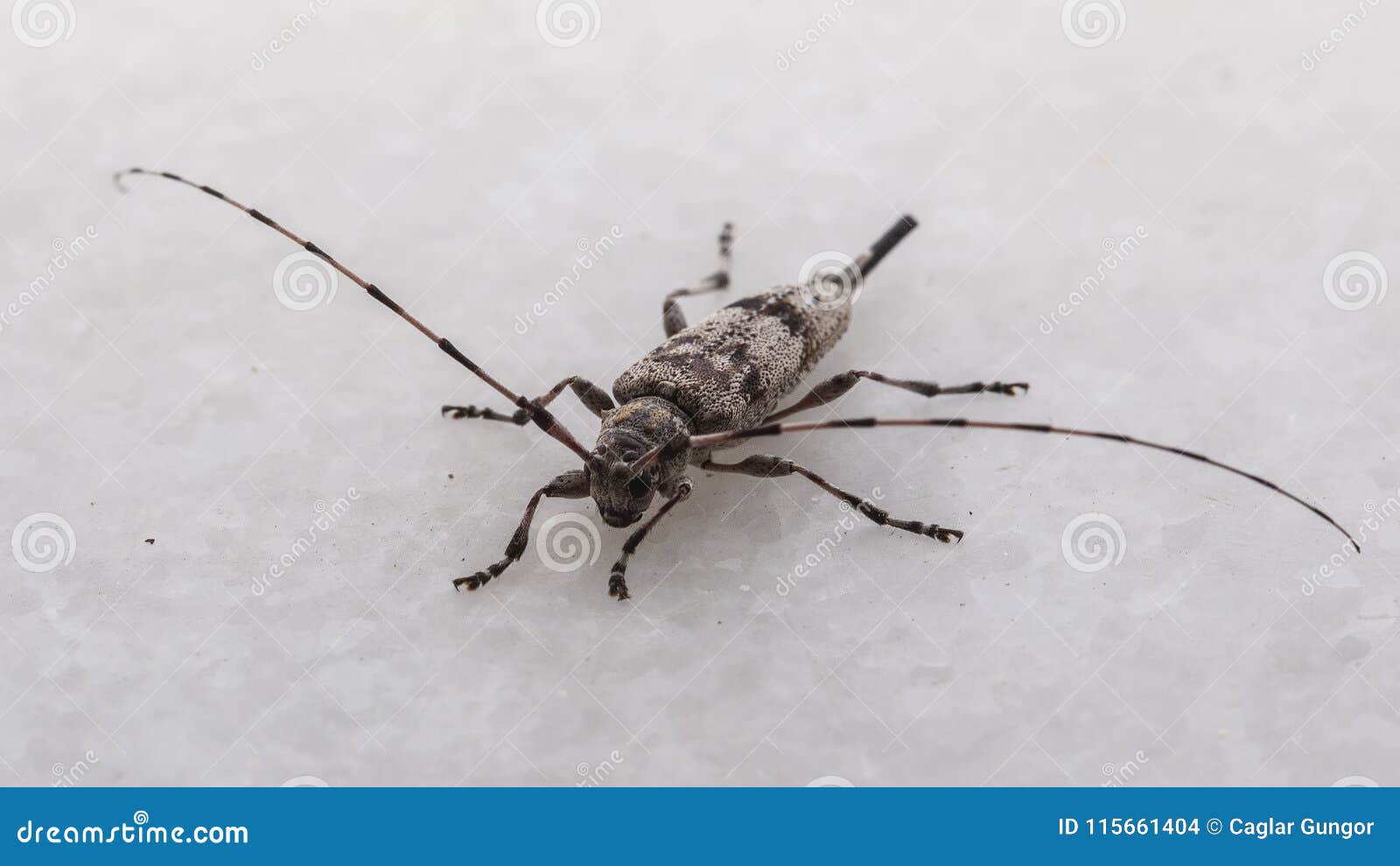 Timberman beetle on Floor stock photo. Image of floor - 115661404