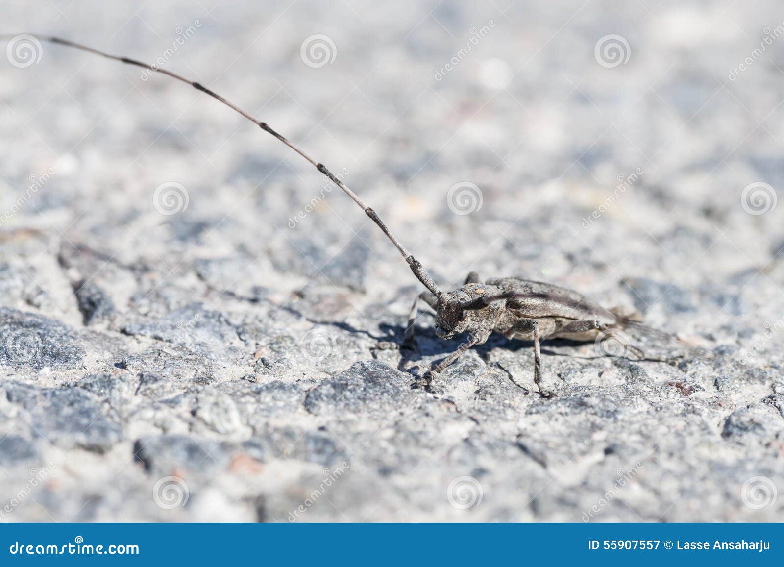 Timberman Beetle stock image. Image of tinberman, acanthocinus - 55907557