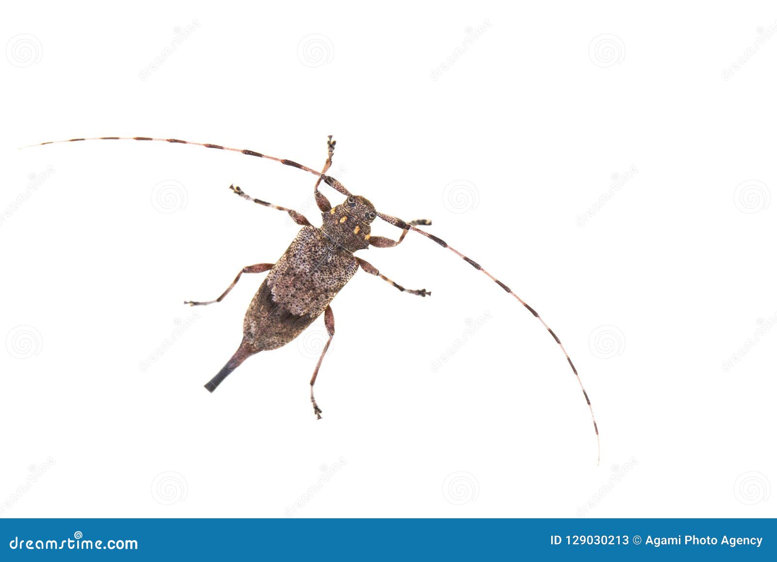 Timberman Beetle, Timmerboktor, Acanthocinus Aedilis Stock Image ...