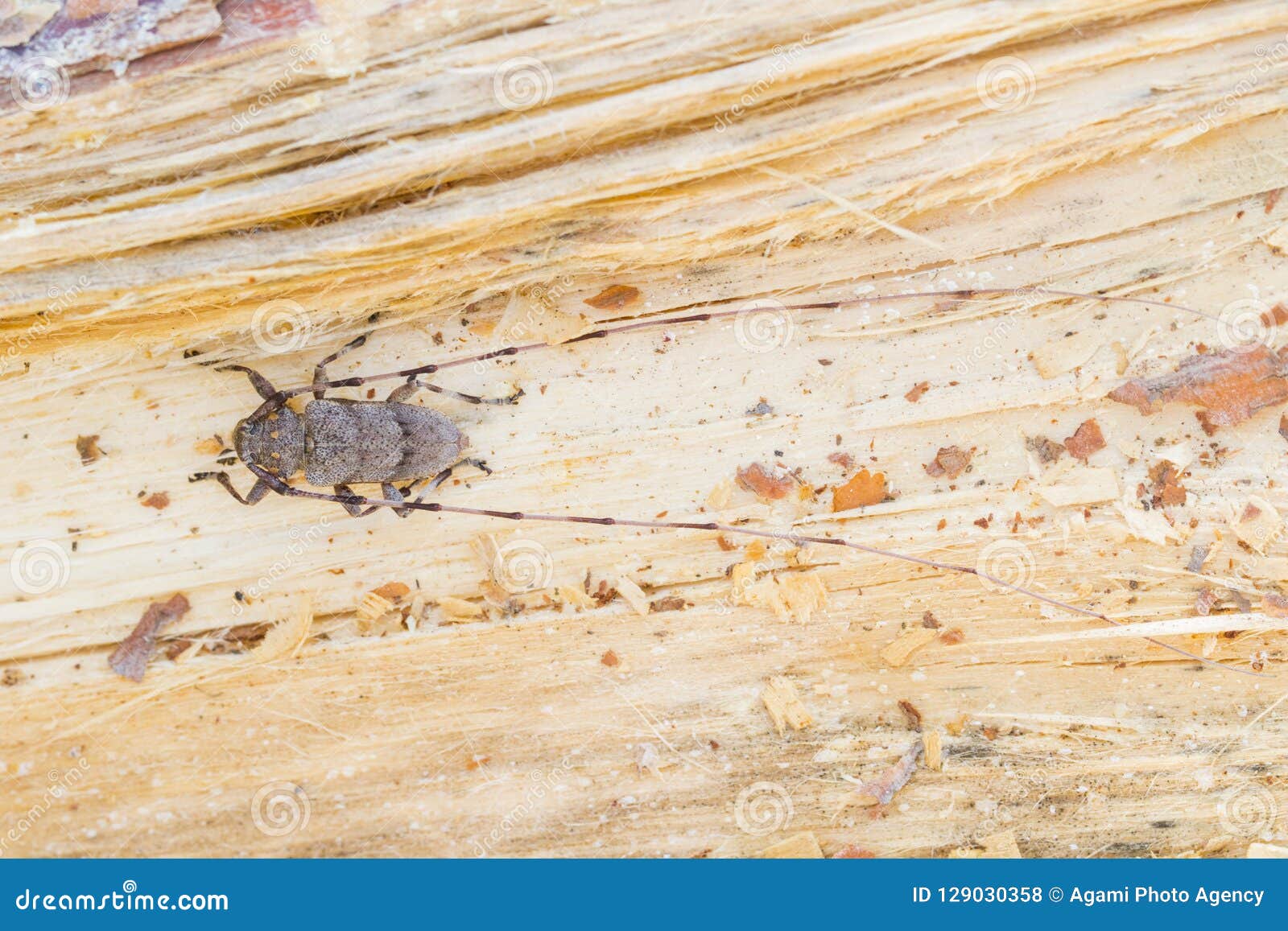 Timberman Beetle, Timmerboktor, Acanthocinus Aedilis Stock Photo ...
