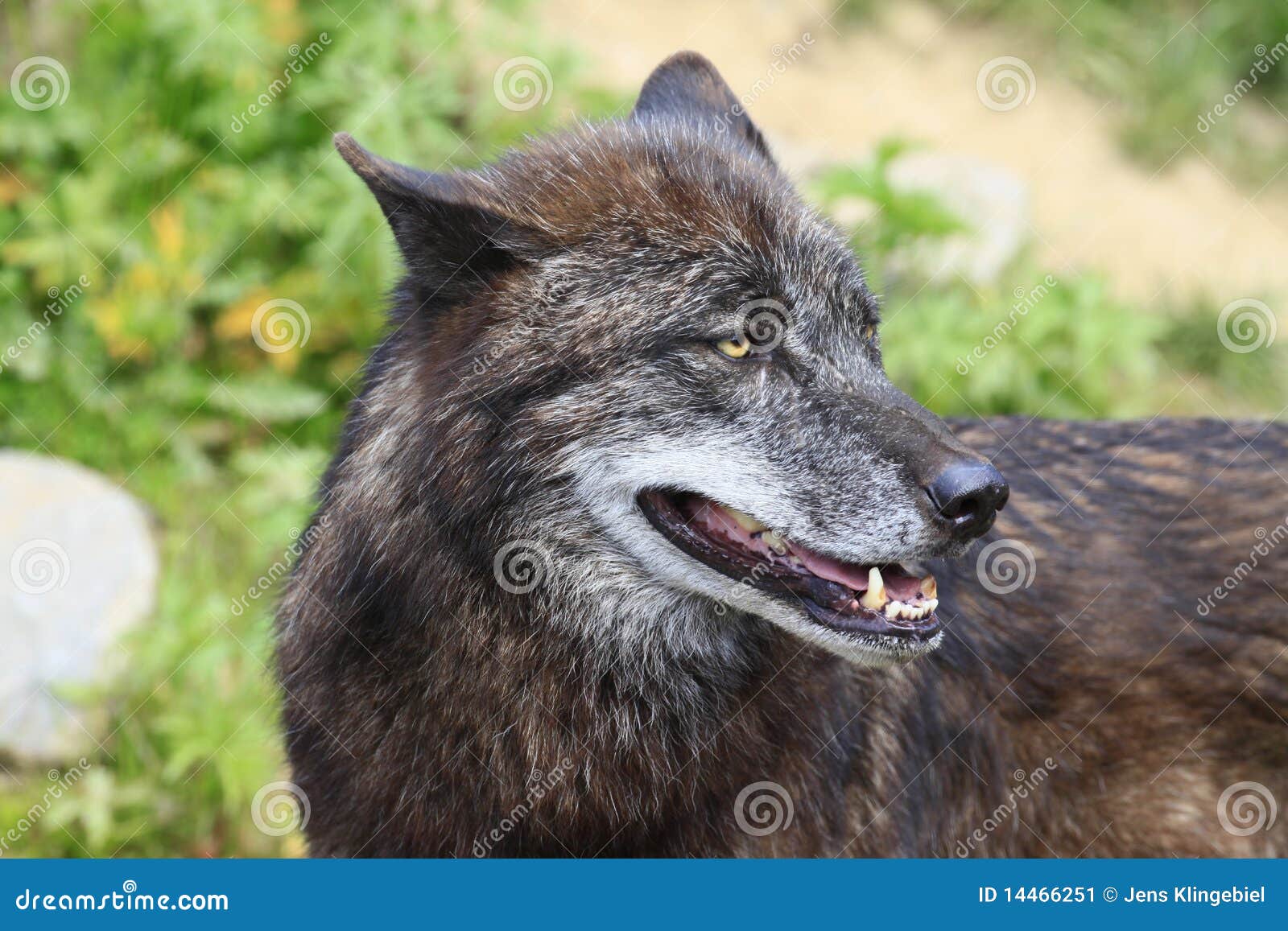Timberwolf stock image. Image of forest, animal, wolves - 14466251