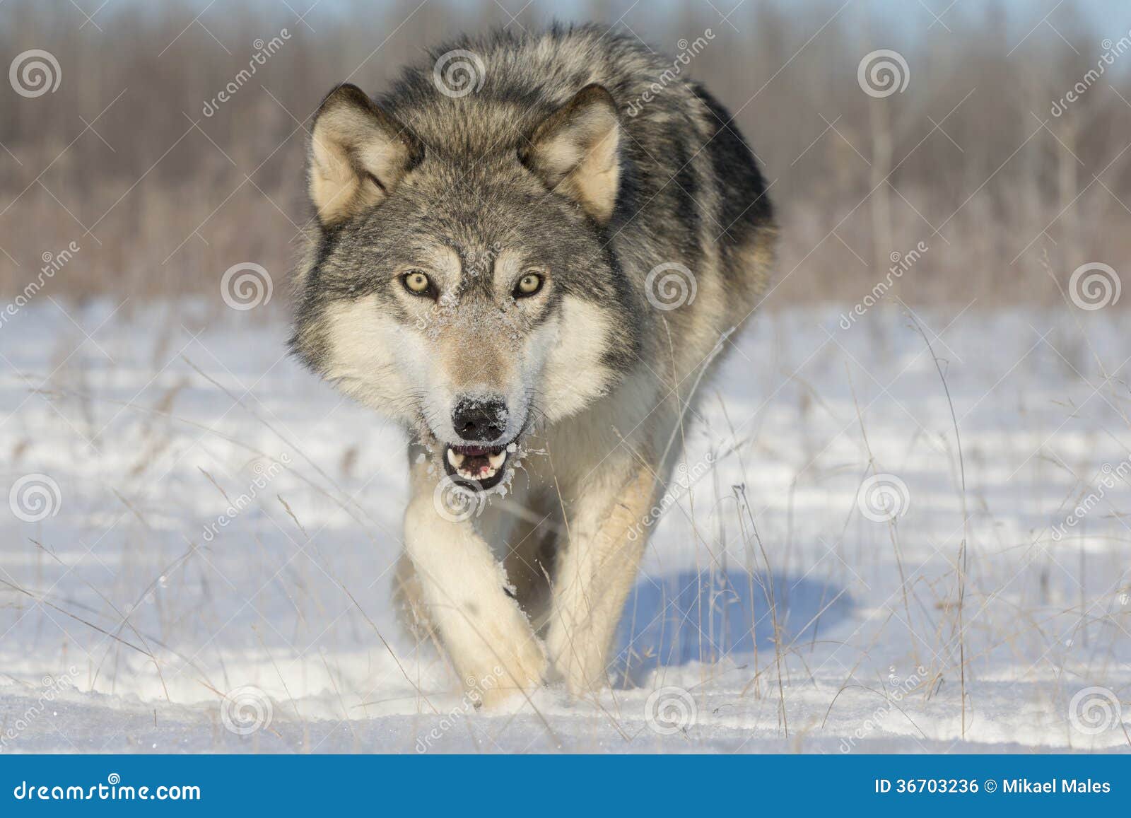 Timberwolf stockfoto. Bild von berge, geruch, knochen - 36703236