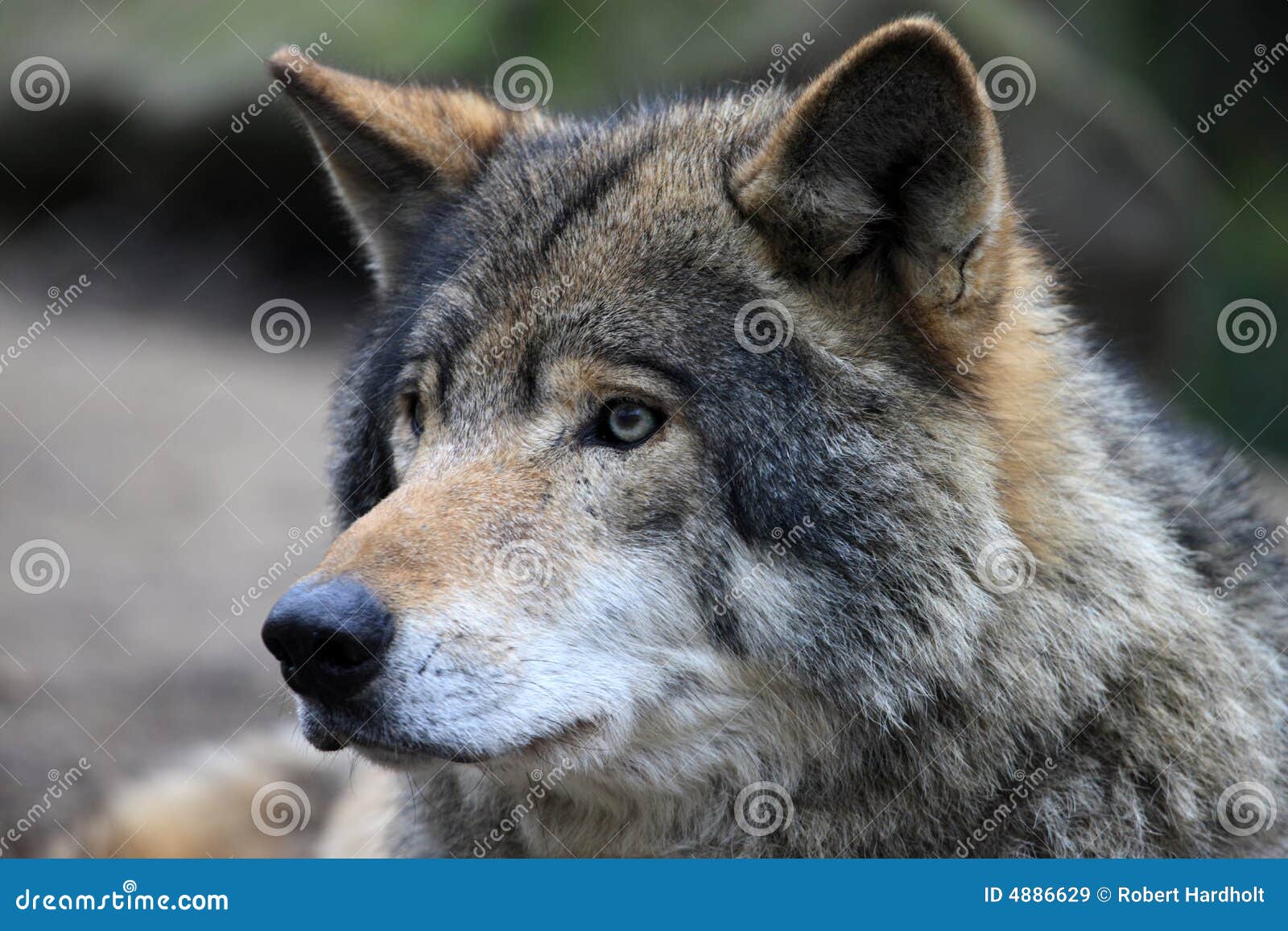 Timberwolf stock image. Image of savage, predatory, predator - 4886629