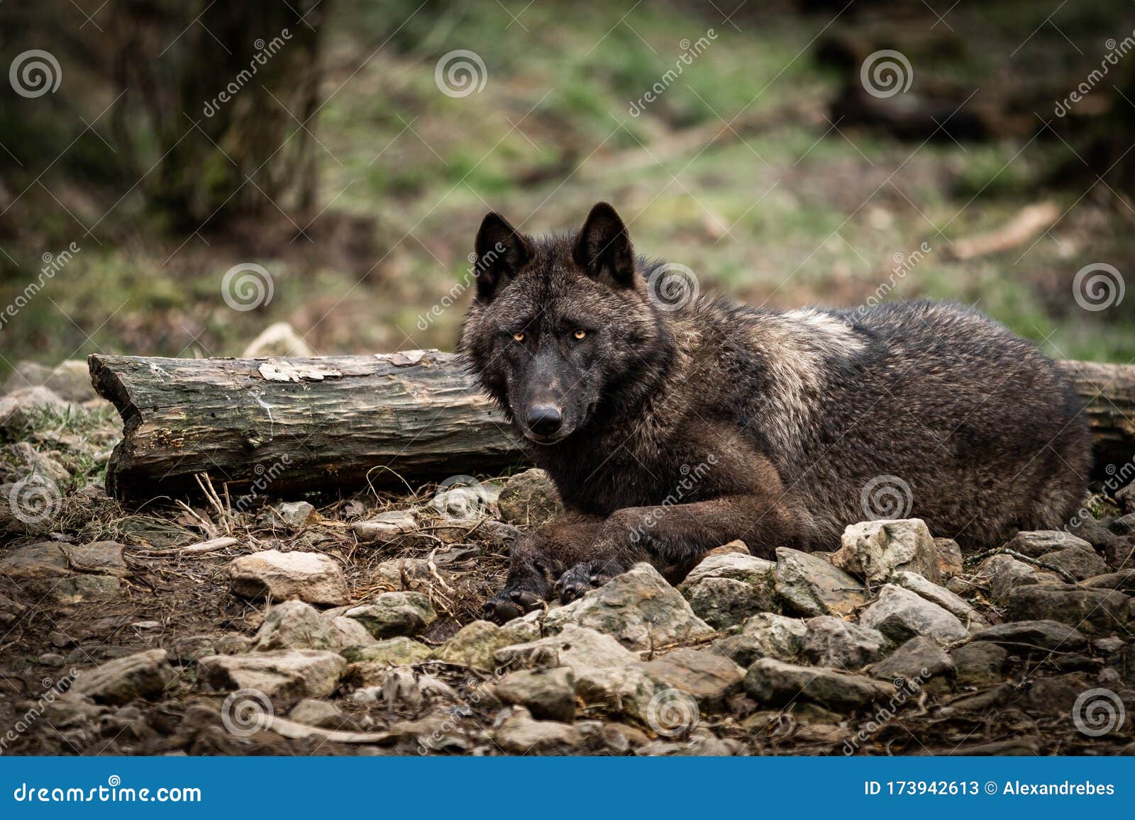 Timberwolf in the forest stock image. Image of animal - 173942613