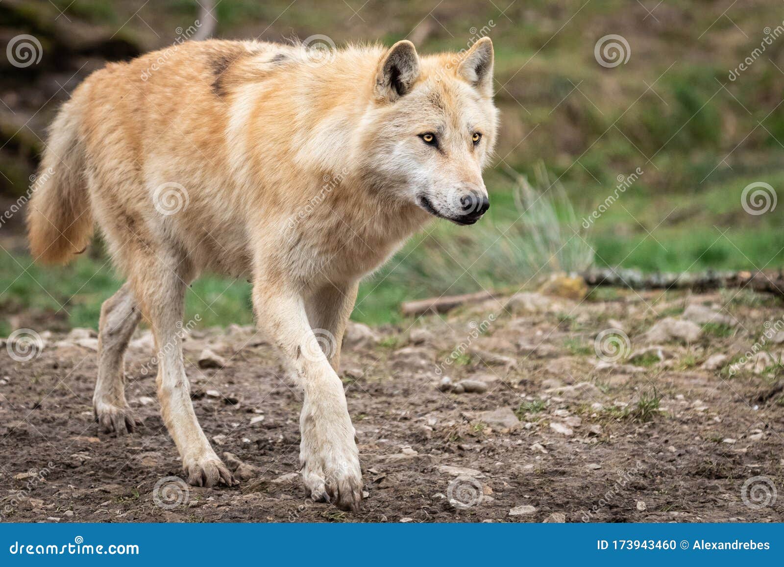 Timberwolf in the forest stock photo. Image of america - 173943460