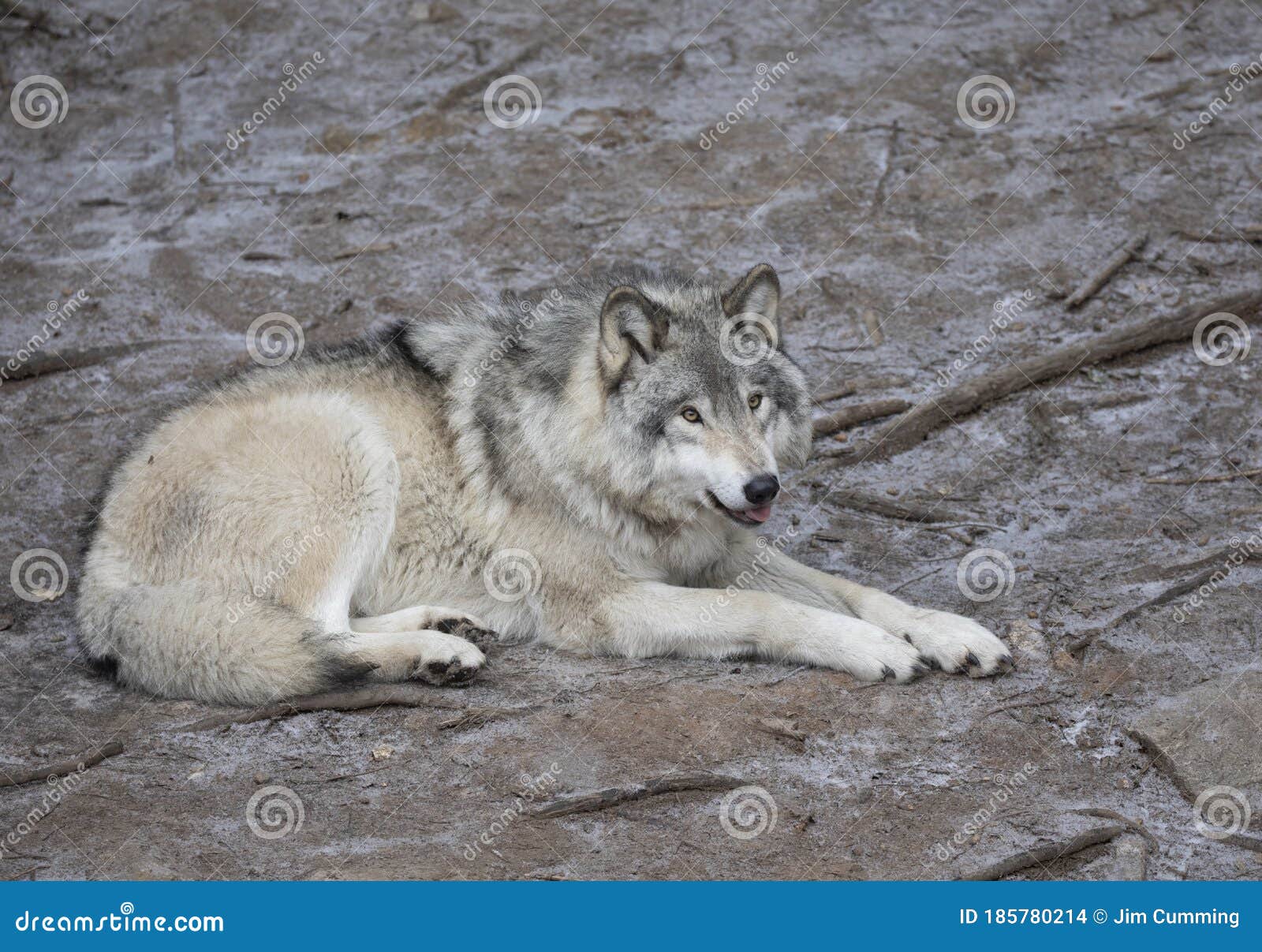 Timberwolf Oder Grauer Wolf Canis Lupus, Der Auf Einer Schwierigen ...