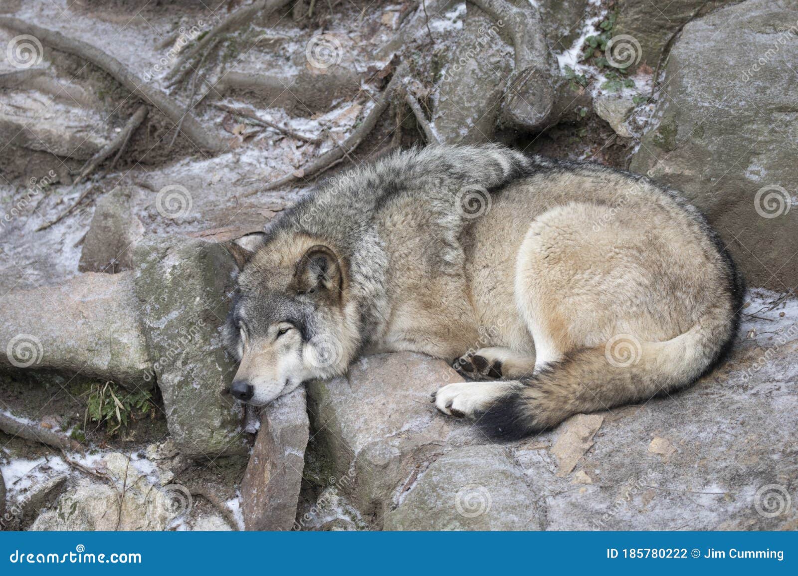 Timberwolf Oder Grauer Wolf Canis Lupus, Der Auf Einer Schwierigen ...