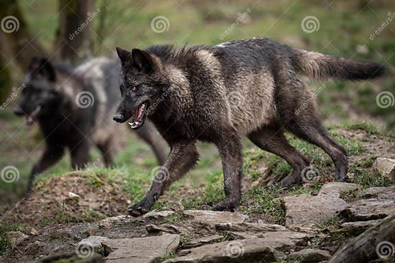 Timberwolf Running in the Forest Stock Photo - Image of looking, mammal ...