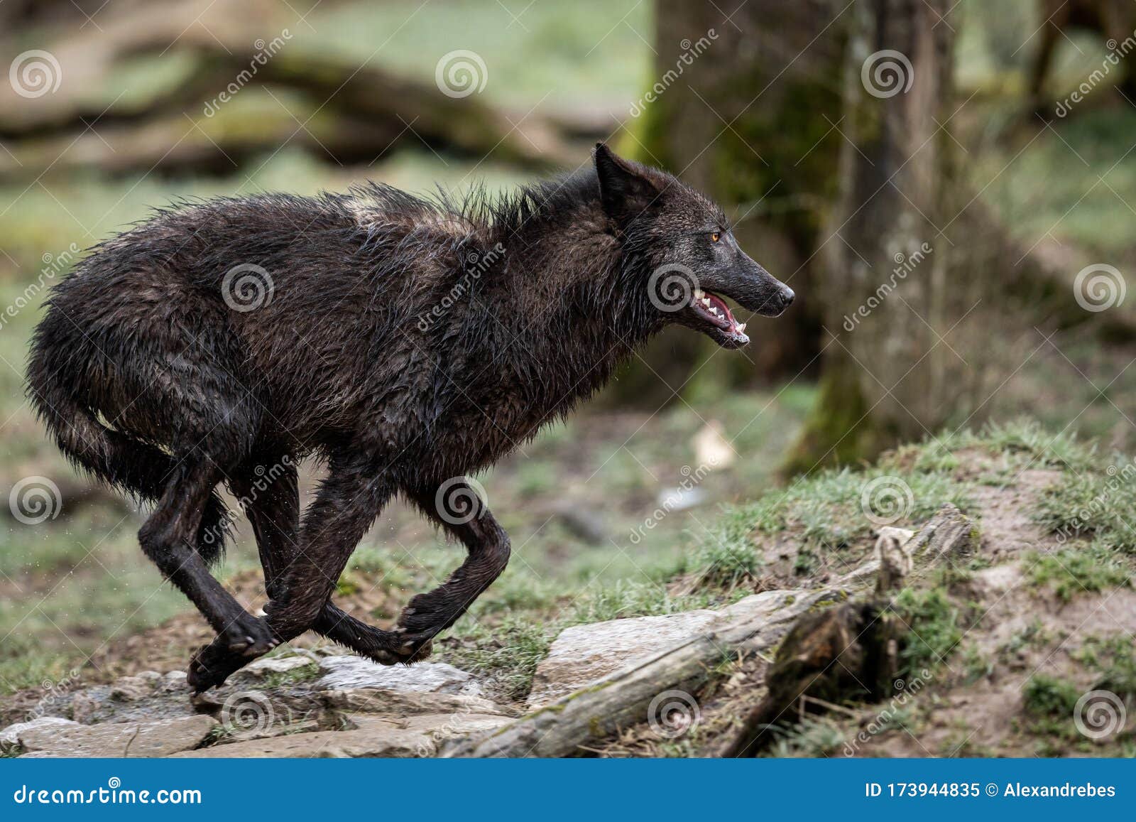 Timberwolf Running in the Forest Stock Image - Image of forest, nature ...