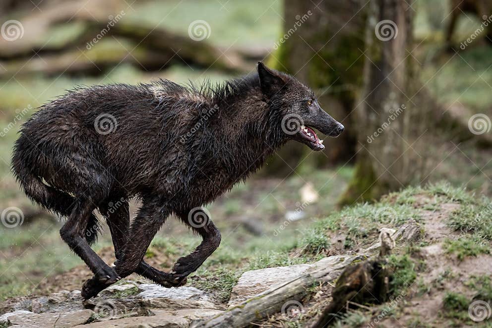 Timberwolf Running in the Forest Stock Image - Image of forest, nature ...