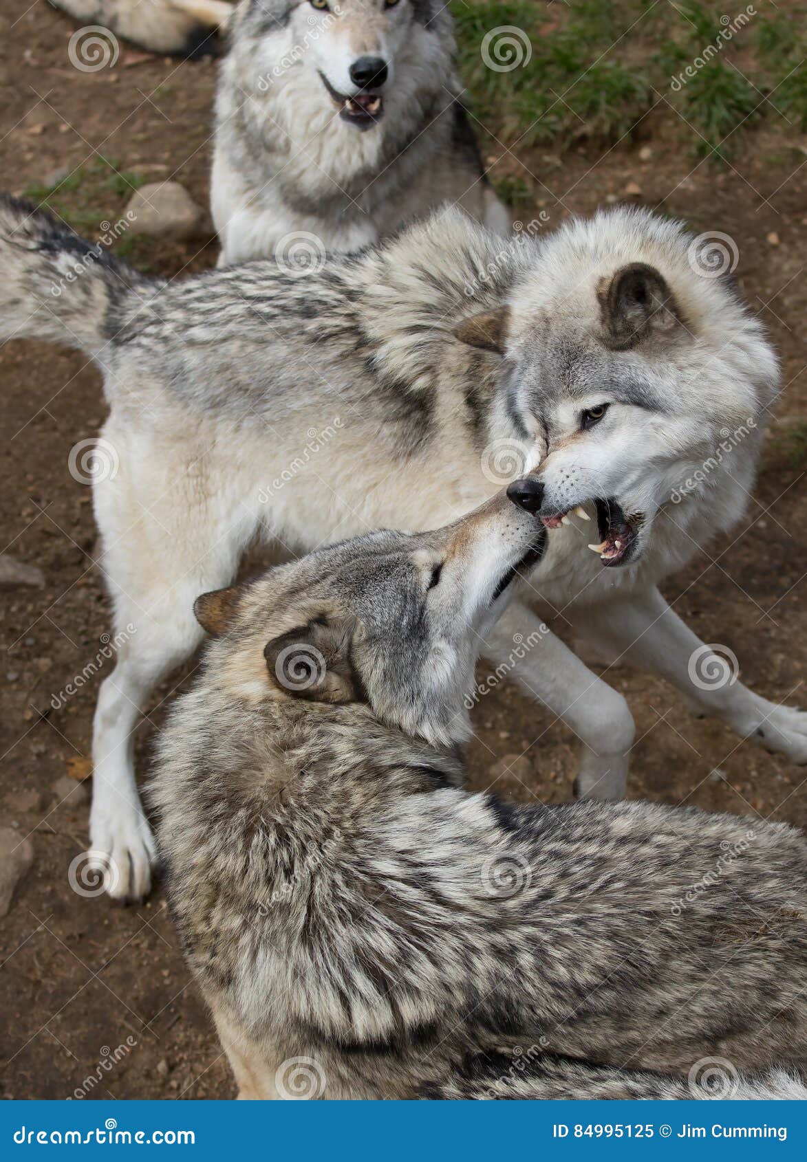 Timberwolf-Spielen stockbild. Bild von wild, grau, fleischfresser ...