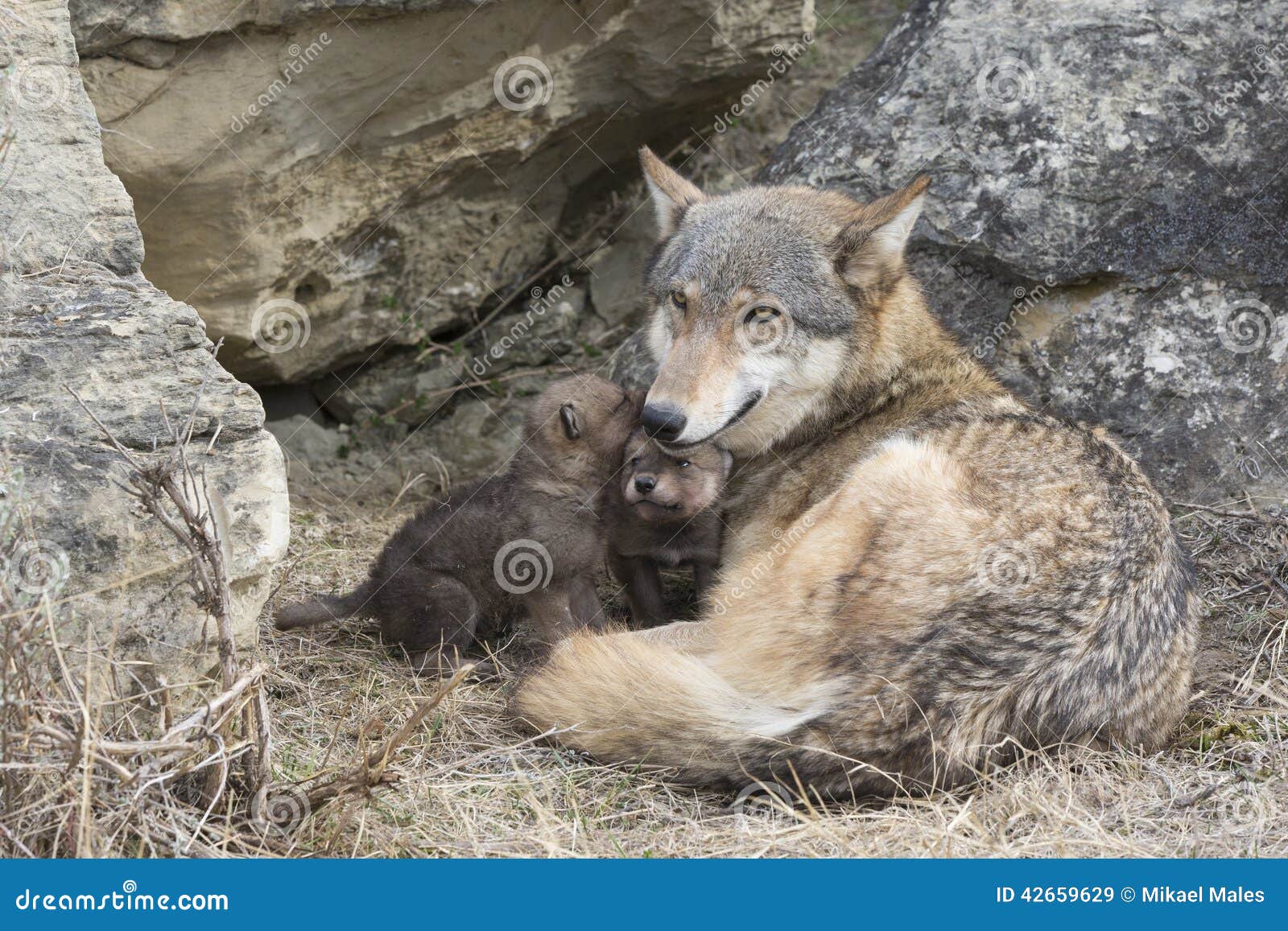 Timberwolfmutter Und -welpen an Der Höhle Stockbild - Bild von amerika, tanne: 42659629