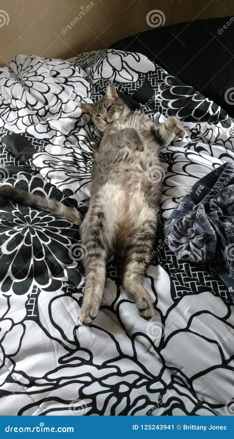 Time for a cat nap stock image. Image of naps, finest - 125243941