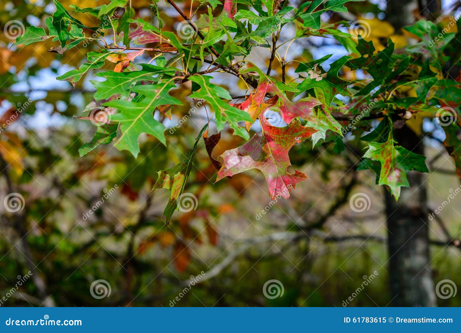 Time for Change (Quercus Rubra) Stock Image - Image of quercus ...