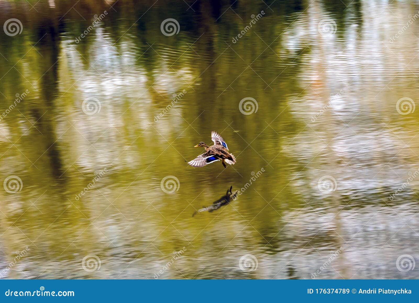 Duck flying over the lake stock image. Image of duck - 176374789