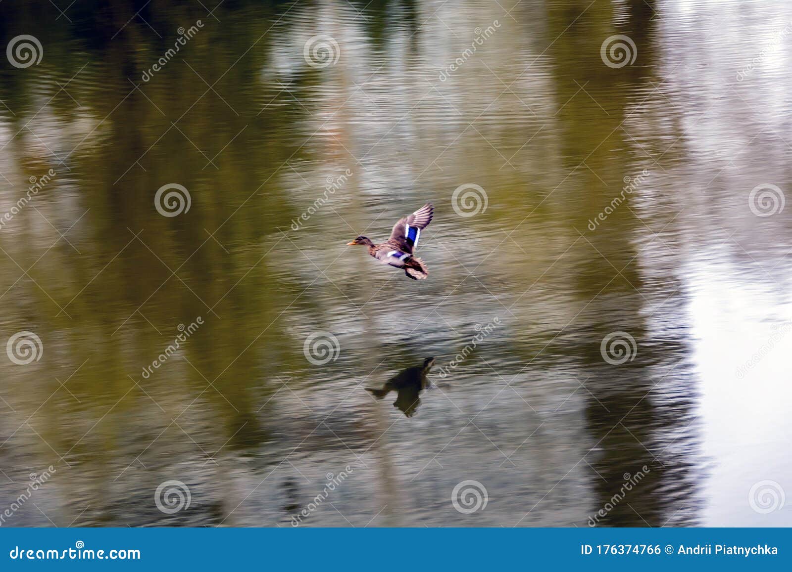 Duck flying over the lake stock photo. Image of wildlife - 176374766