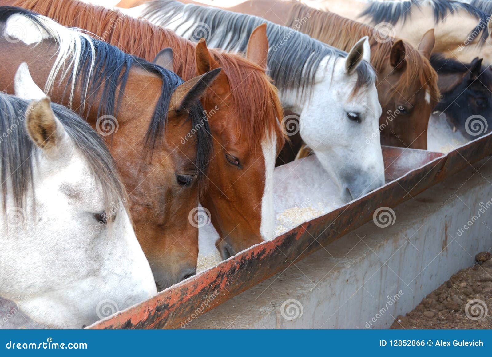 104 Animals Eat Feeding Trough Photos - Free & Royalty-Free Stock ...