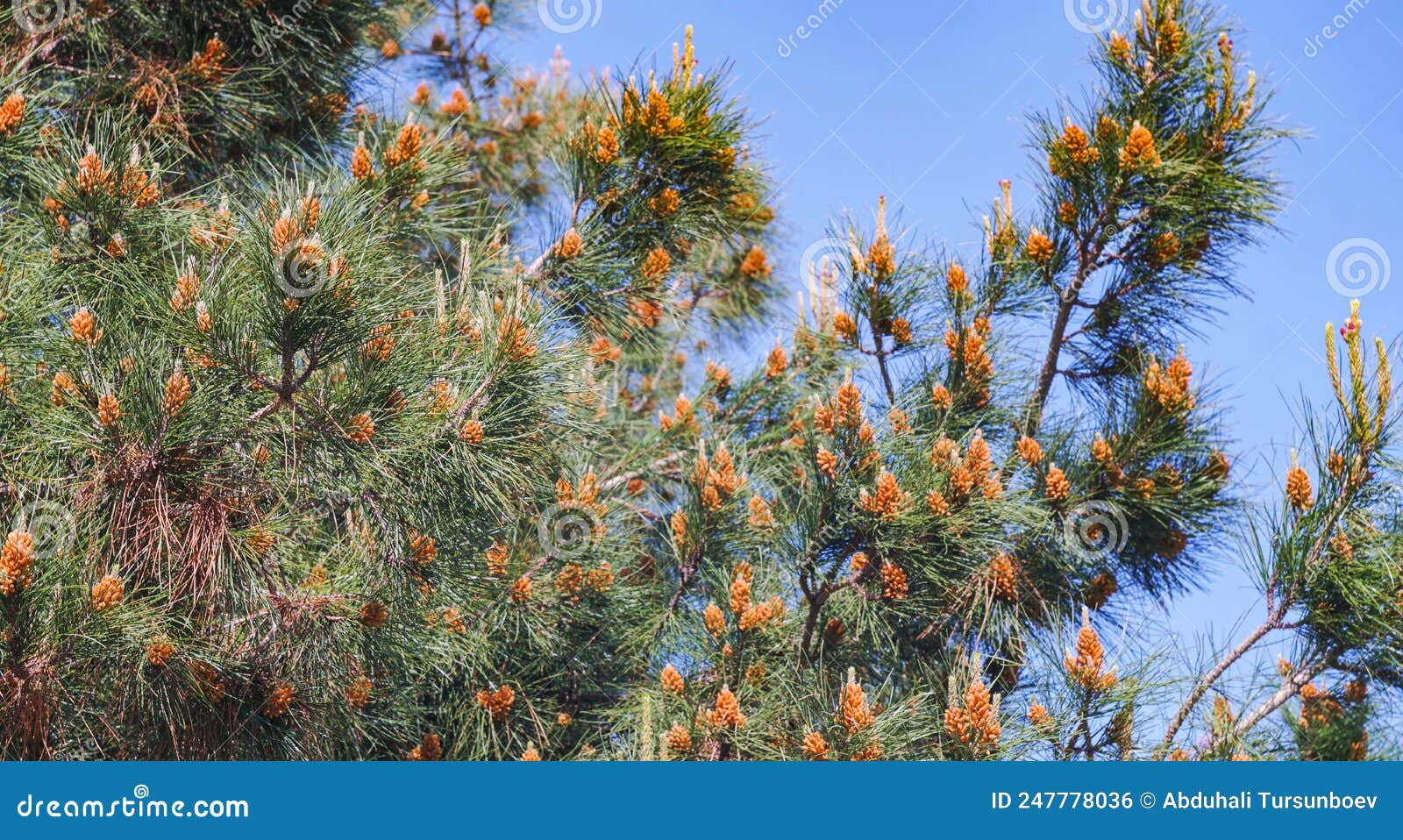 Pine flower buds stock photo. Image of natural, wood - 247778036